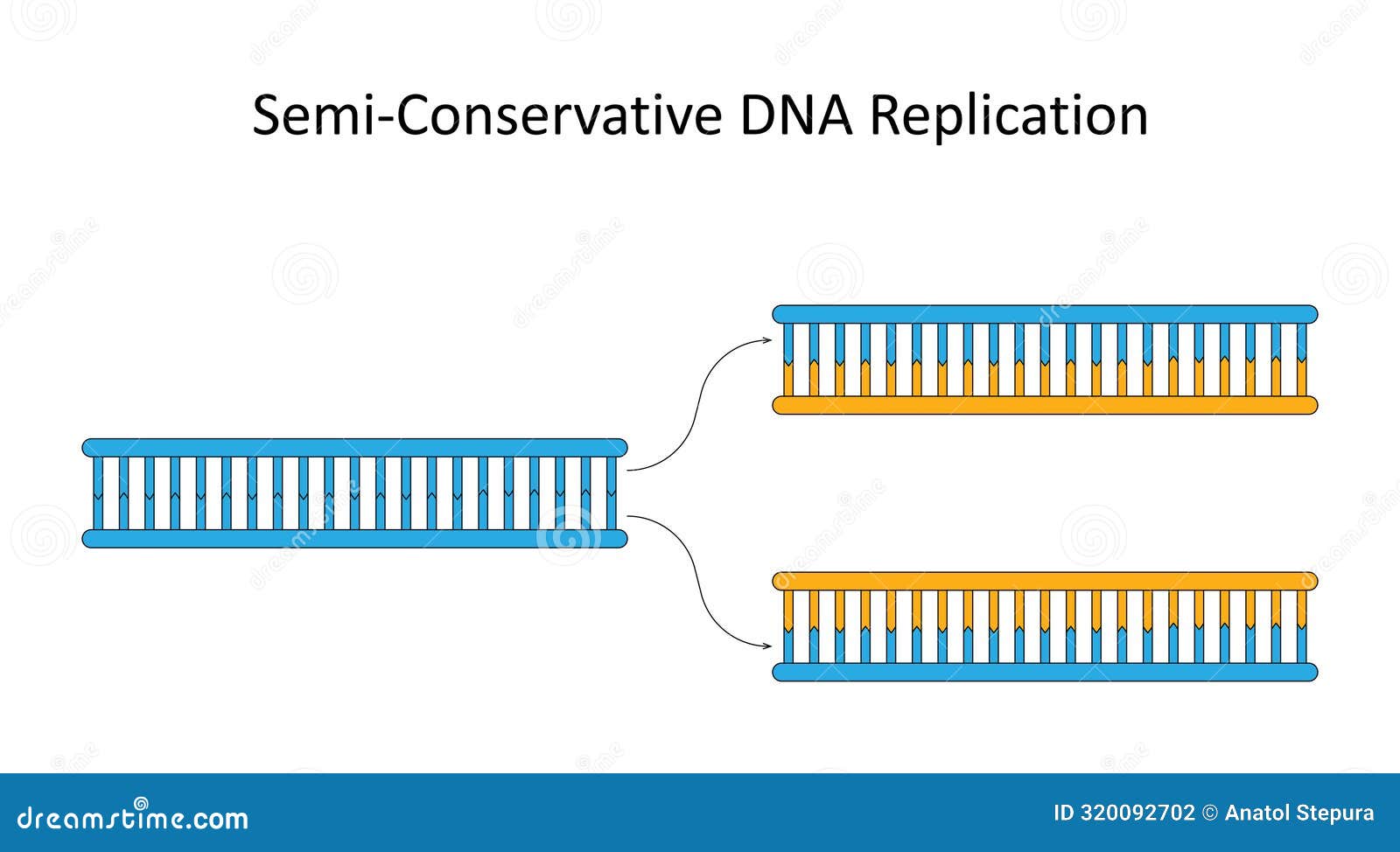 Semi-Conservative DNA Replication. Stock Vector - Illustration of cell ... Semi-Conservative DNA Replication. Stock Vector - Illustration of cell ...