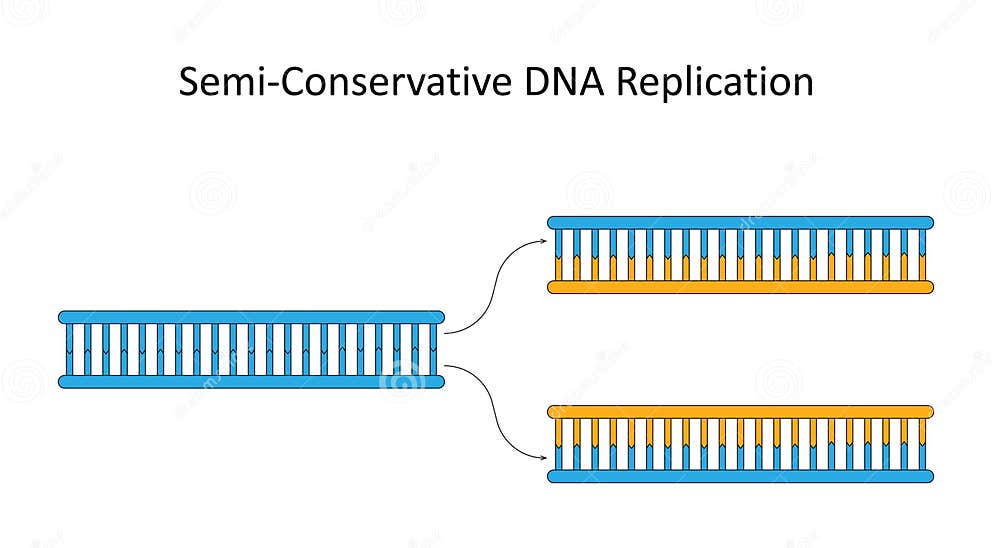 Semi-Conservative DNA Replication. Stock Vector - Illustration of cell ...