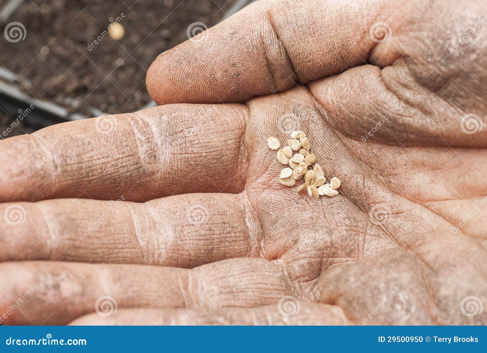 Semi Del Pomodoro Della Semina in Suolo. Fotografia Stock - Immagine di ...