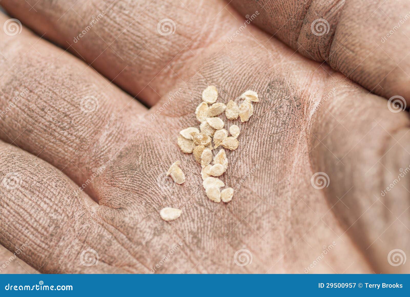 Semi Del Pomodoro Della Semina in Suolo. Immagine Stock - Immagine di ...