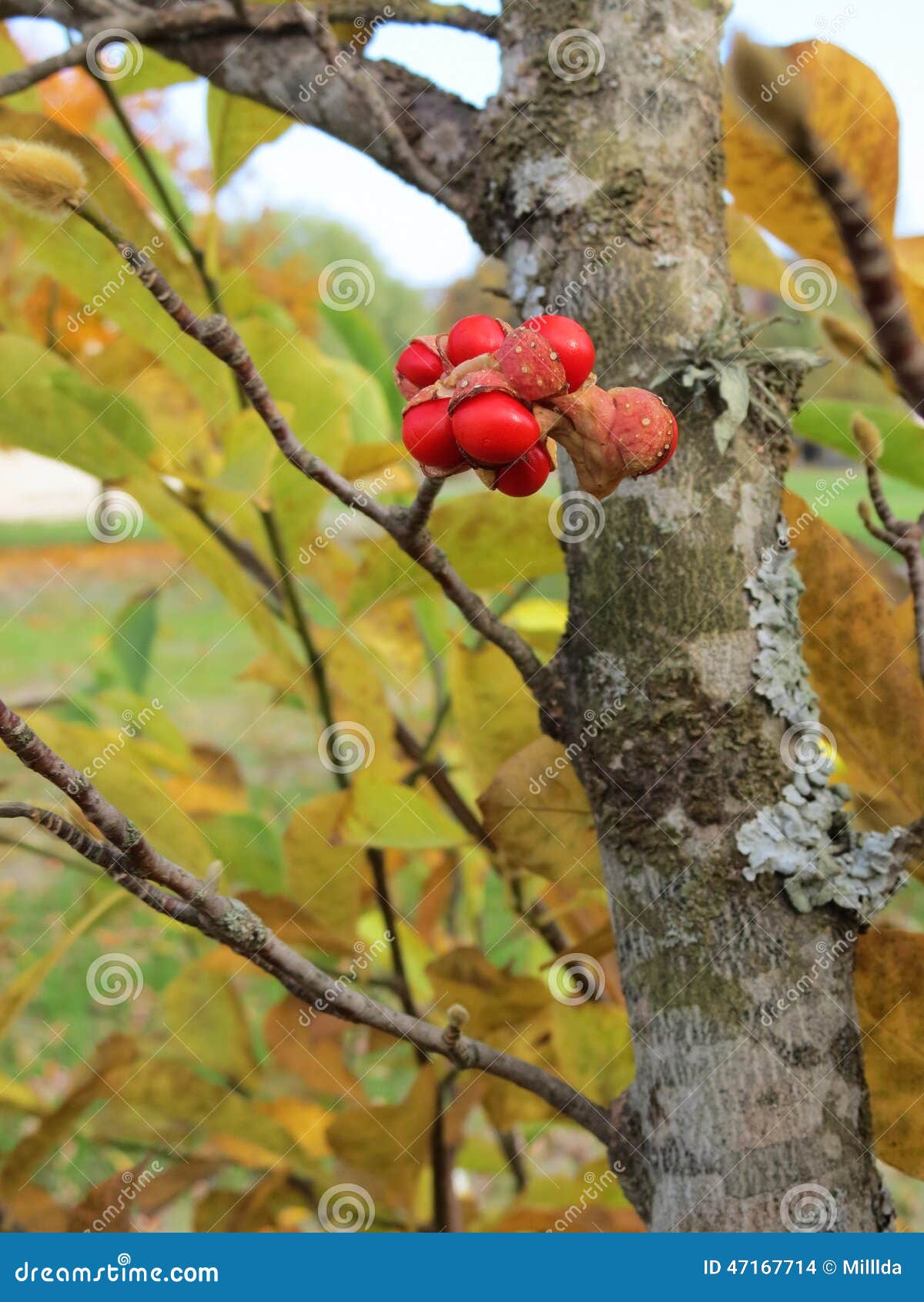 Semi Dell'albero Della Magnolia Fotografia Stock - Immagine di magnolia ...
