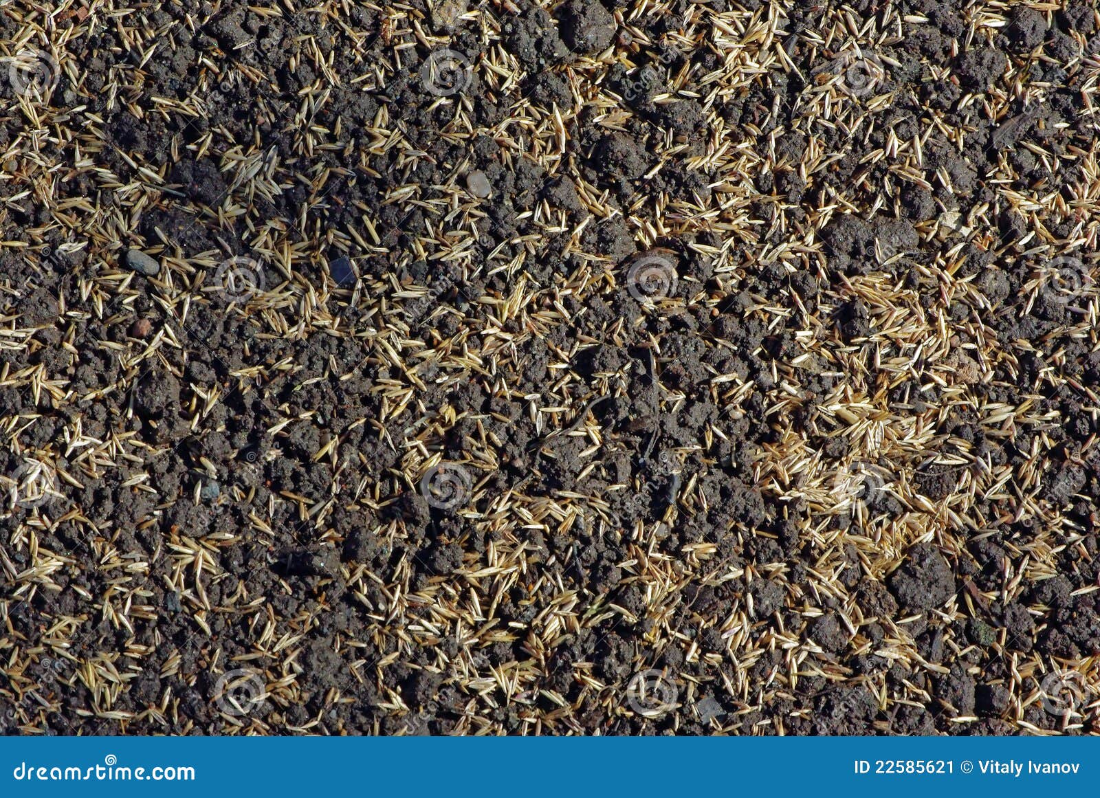 Semi Dell'erba Del Prato Inglese Sul Terreno Immagine Stock - Immagine ...