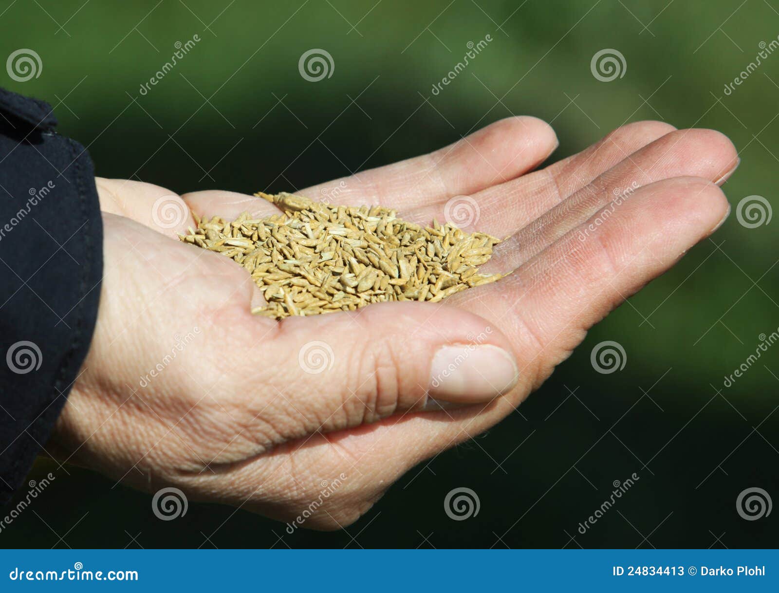 Semi dell'erba sulla mano immagine stock. Immagine di donna - 24834413