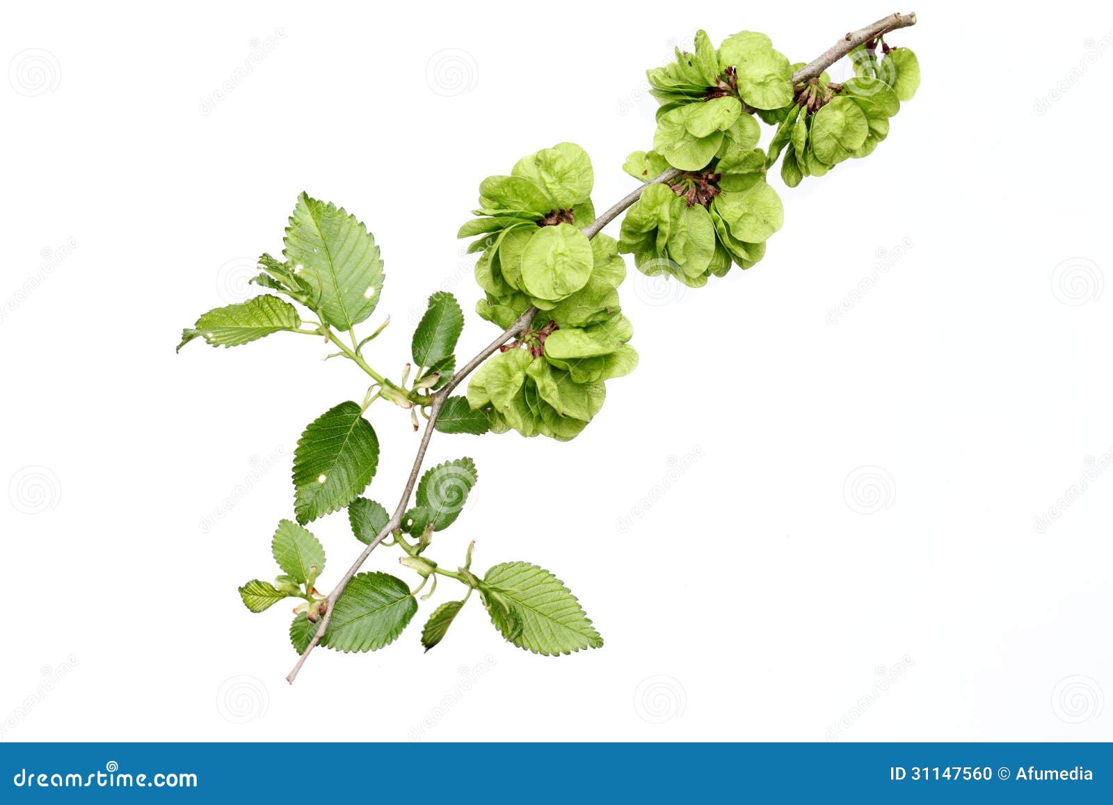 Semi dell'olmo fotografia stock. Immagine di sfondo, seme - 31147560