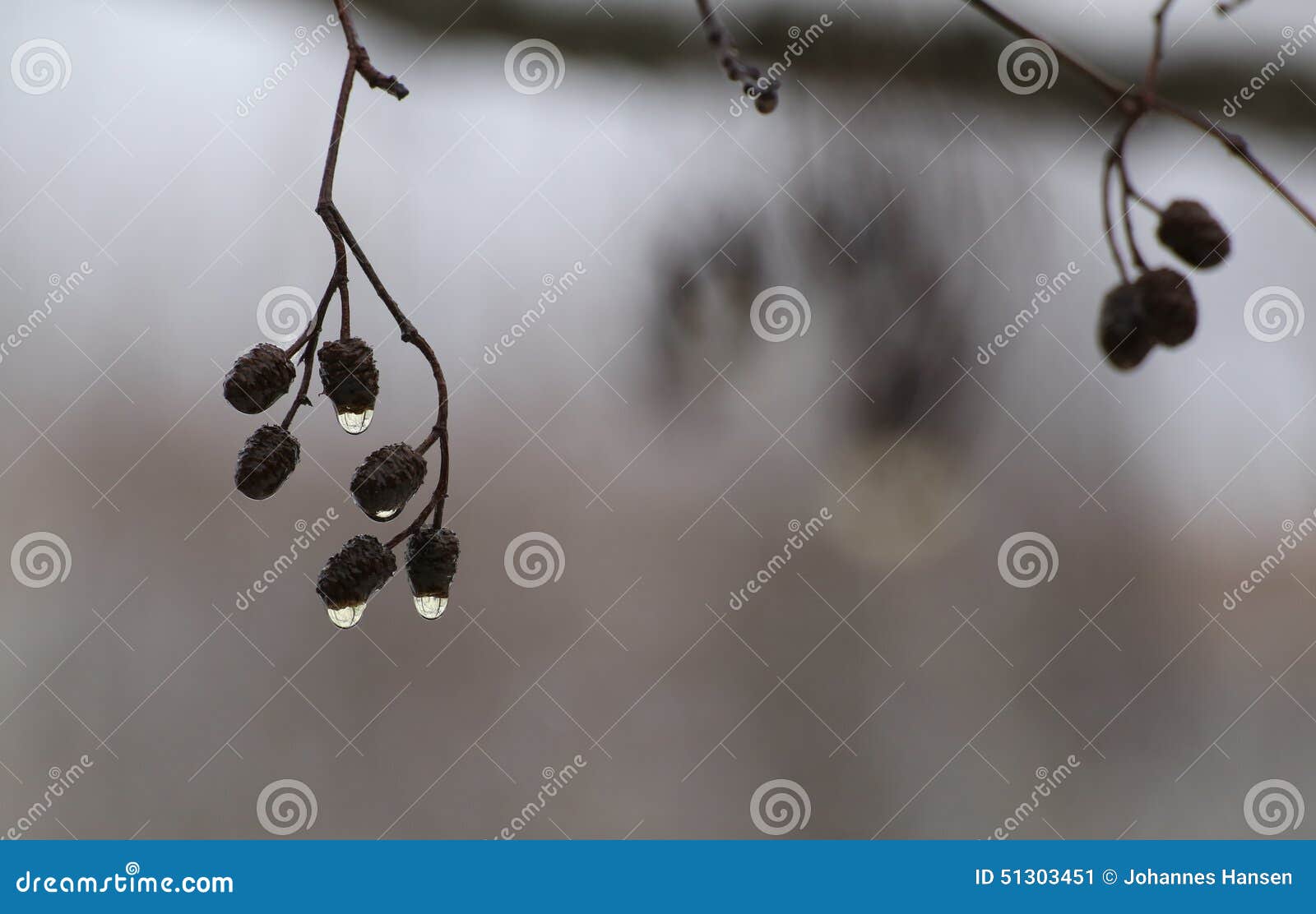 Semi dell'olmo immagine stock. Immagine di data, grigio - 51303451