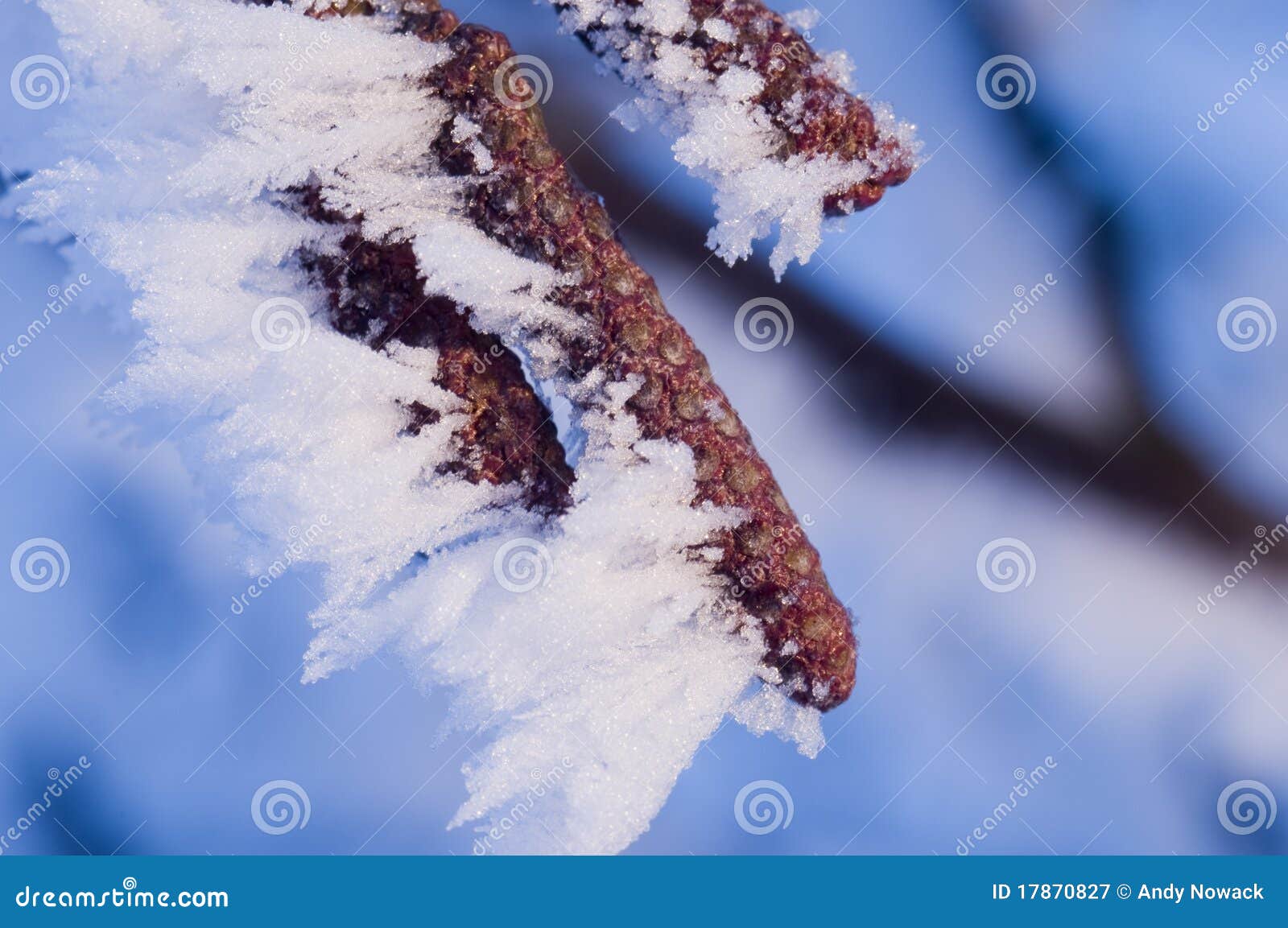 Semi dell'ontano con gelo immagine stock. Immagine di sfondo - 17870827