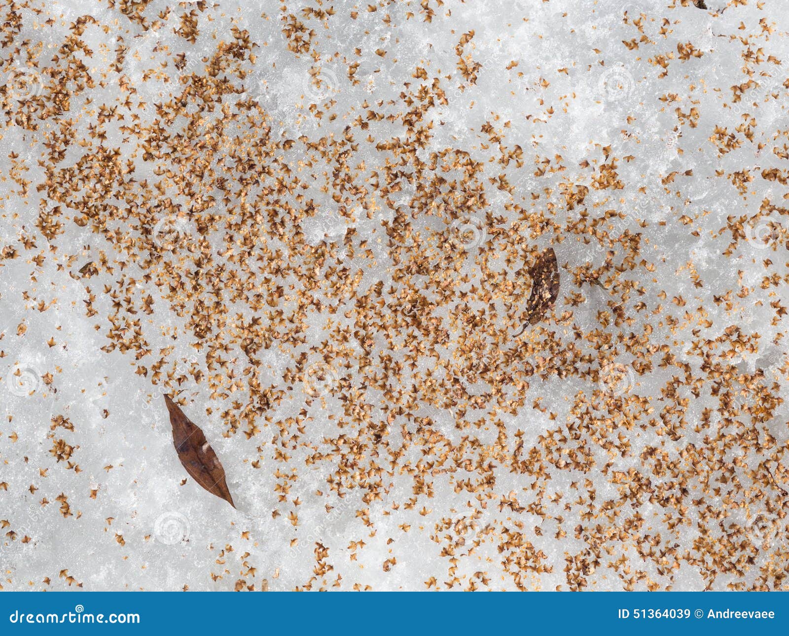 Semi della betulla immagine stock. Immagine di sunlit - 51364039