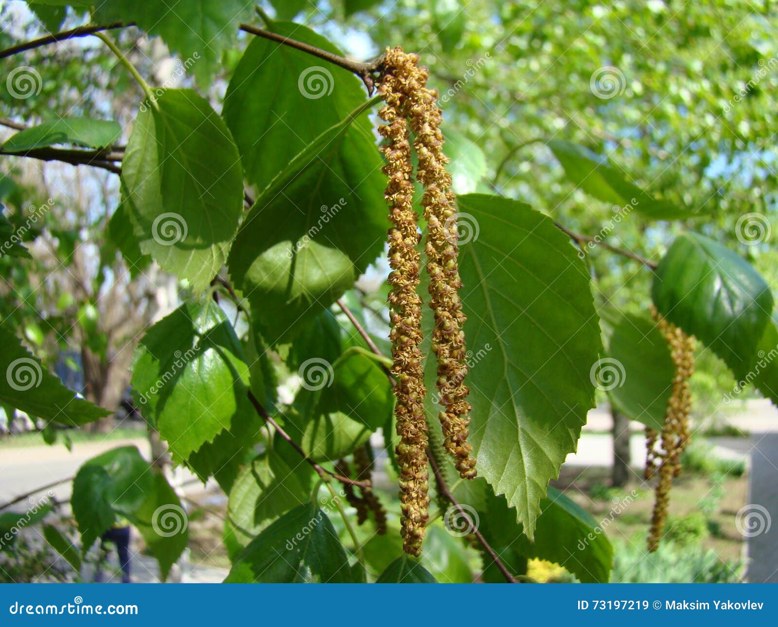 Semi Della Frutta Matura Della Betulla Immagine Stock - Immagine di ...