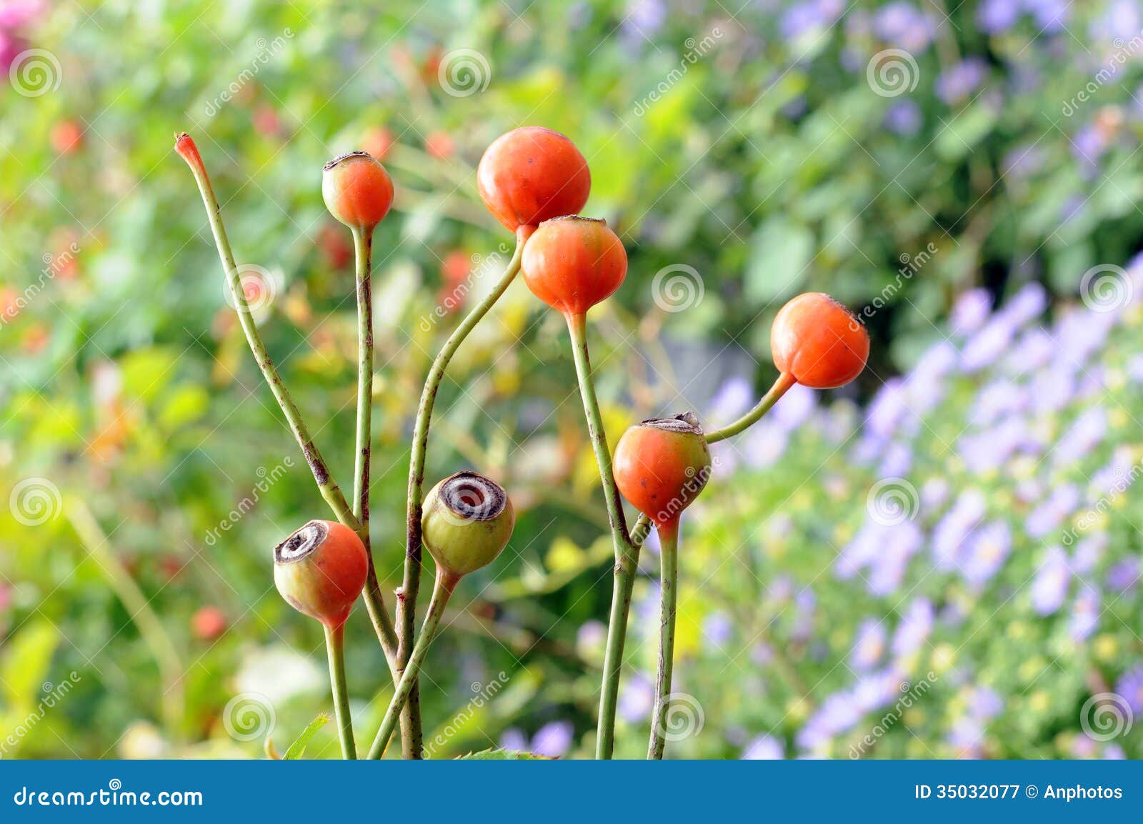 Semi di Rosa immagine stock. Immagine di bacche, autunno - 35032077