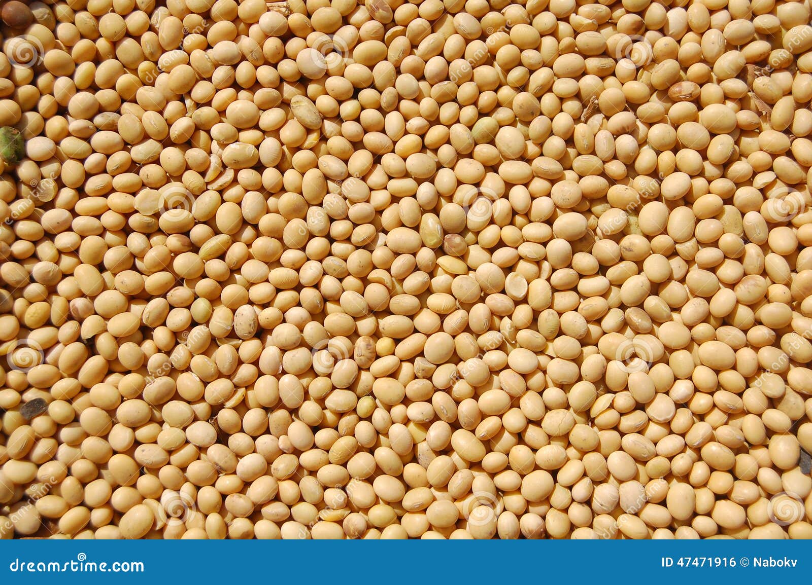 Semi di soia fotografia stock. Immagine di cereali, olio - 47471916