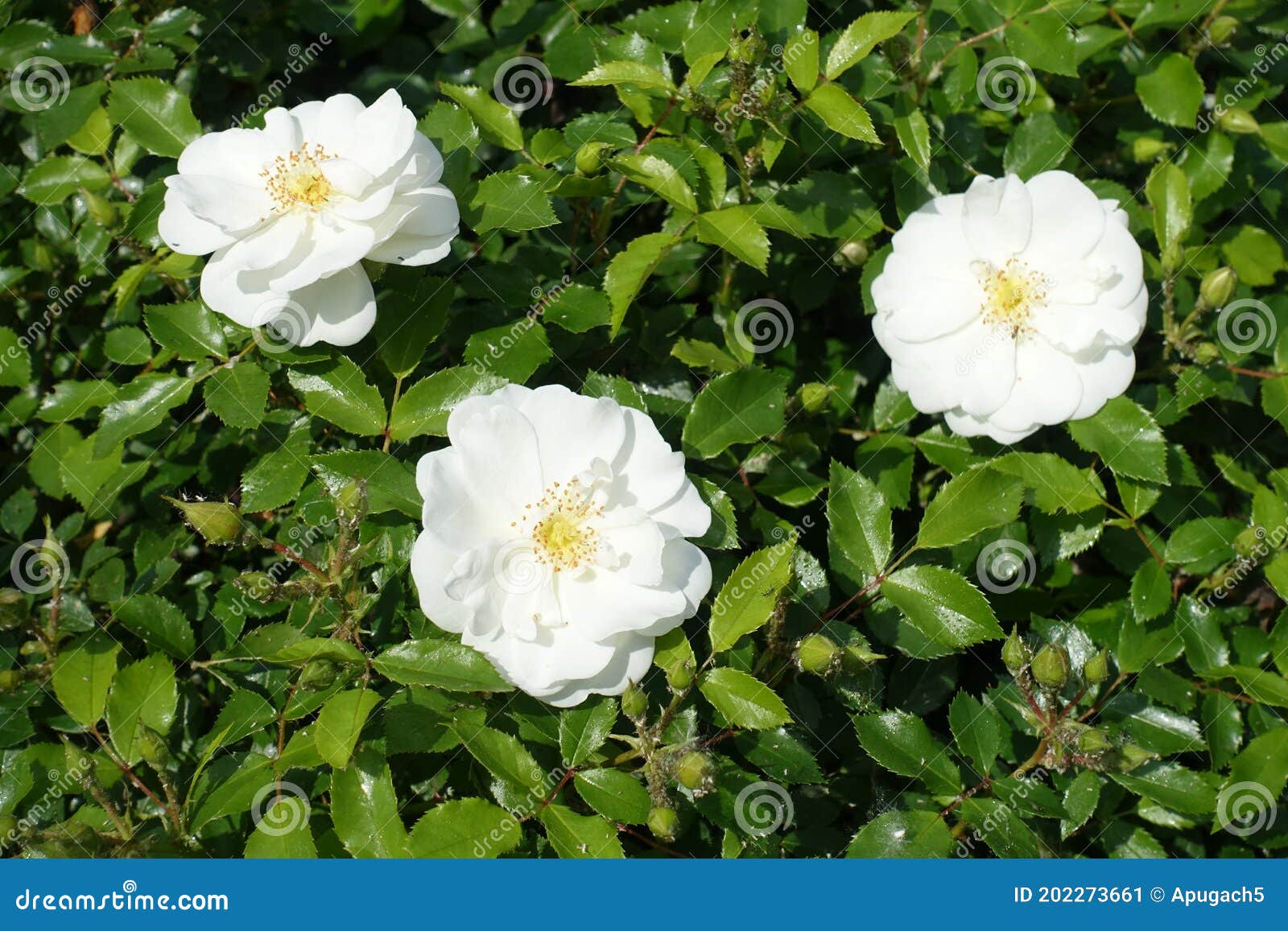 3 Semi Double Flowers of White Roses in May Stock Image - Image of rosa ...