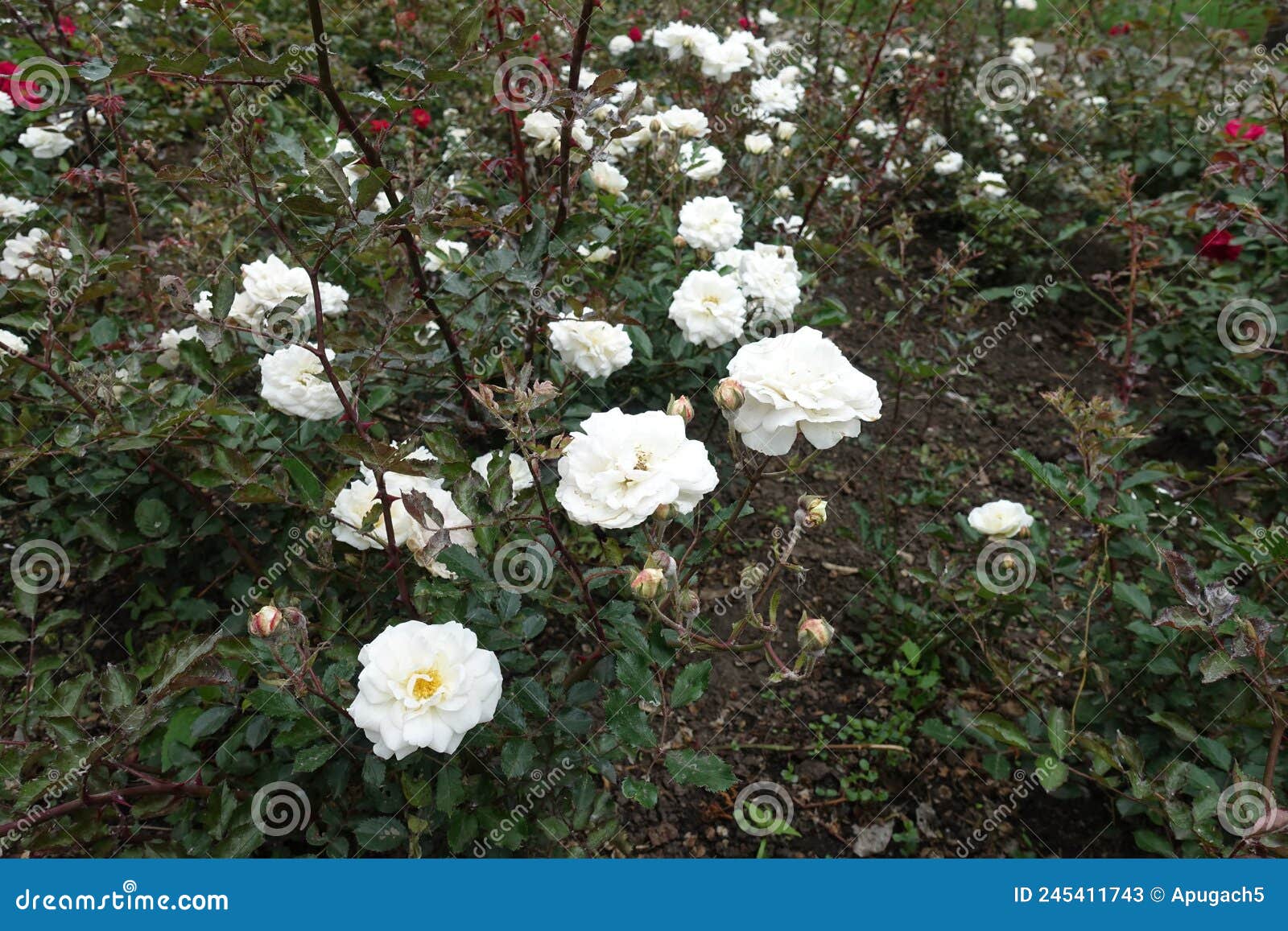 Semi Double Flowers of White Rose Stock Image - Image of park, foliage ...