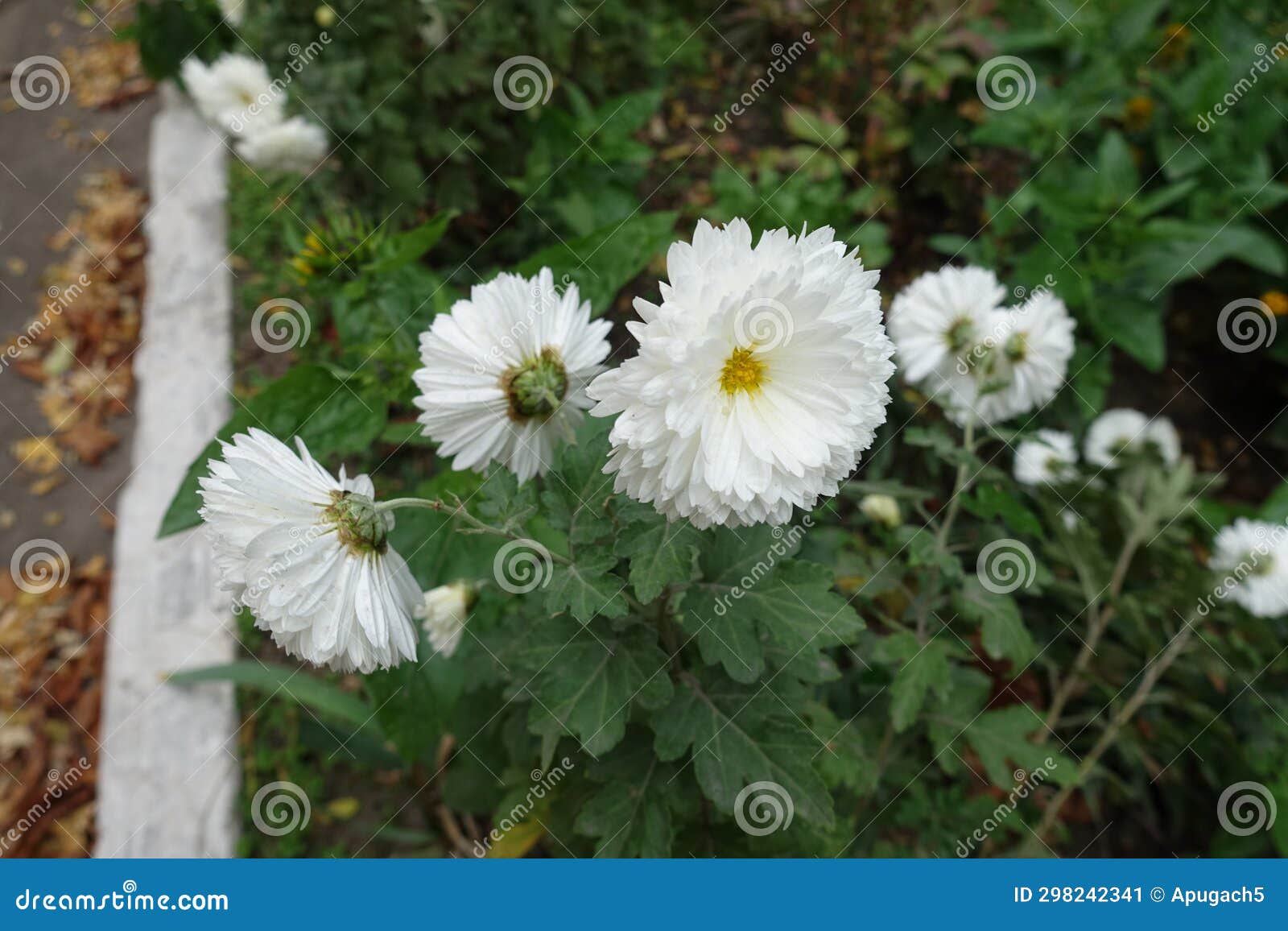 Semi-double White Flowers of Chrysanthemums in October Stock Image ...
