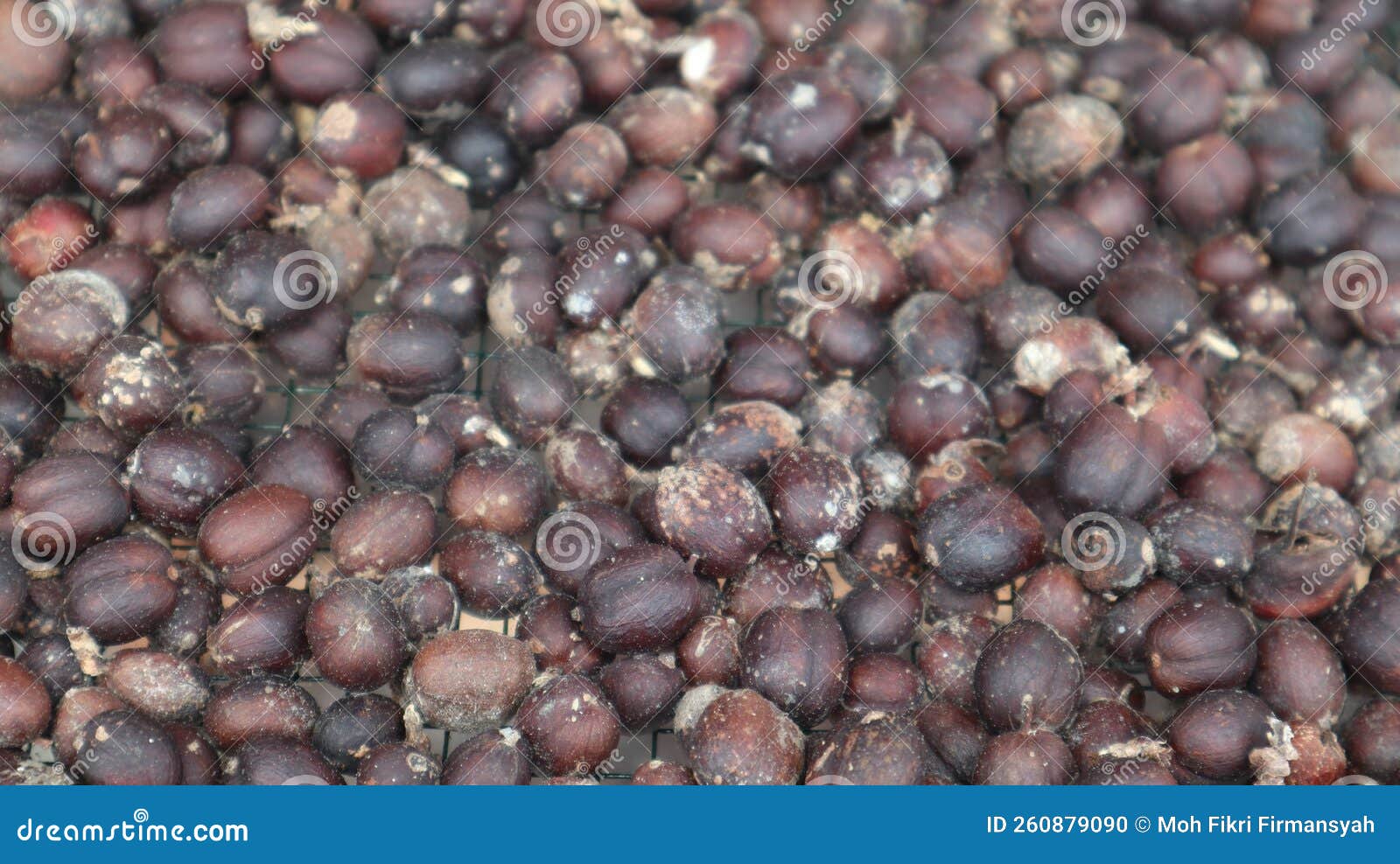 Semi Dry Coffee Bean Process Stock Photo - Image of process, bean ...
