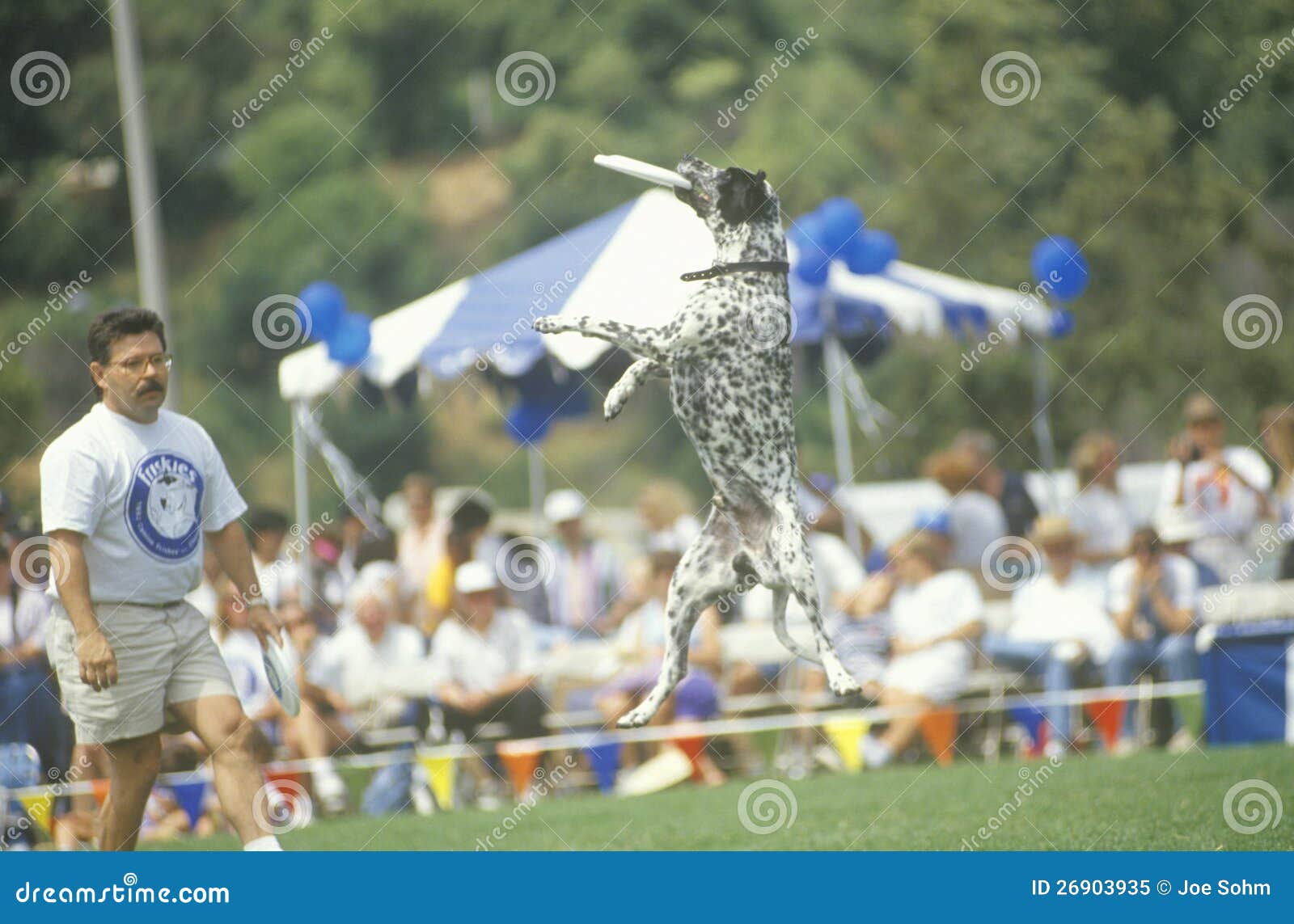 Semi-Finals of Canine Frisbee Contest Editorial Image - Image of ...