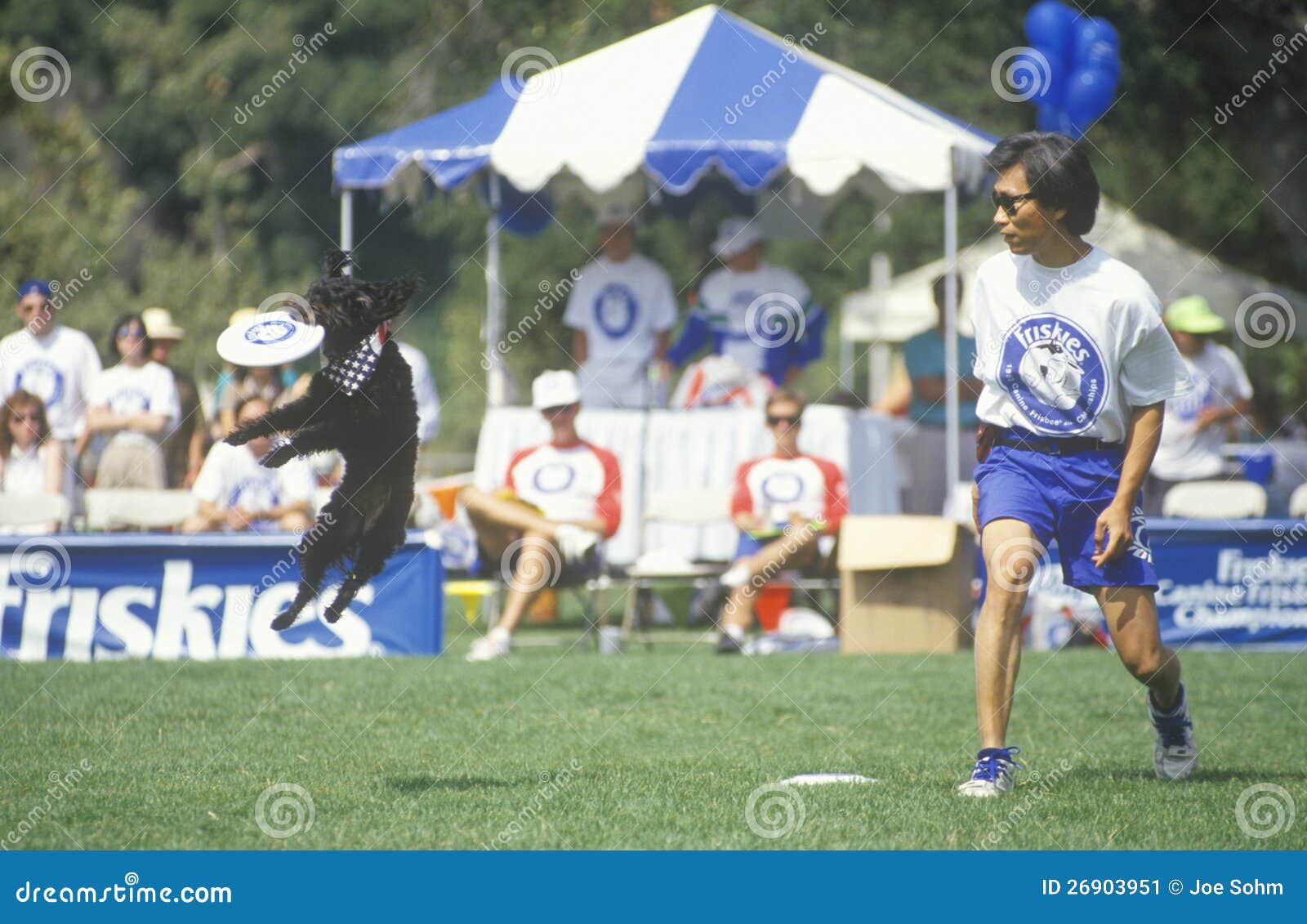 Semi-Finals of Canine Frisbee Contest Editorial Photo - Image of rose ...