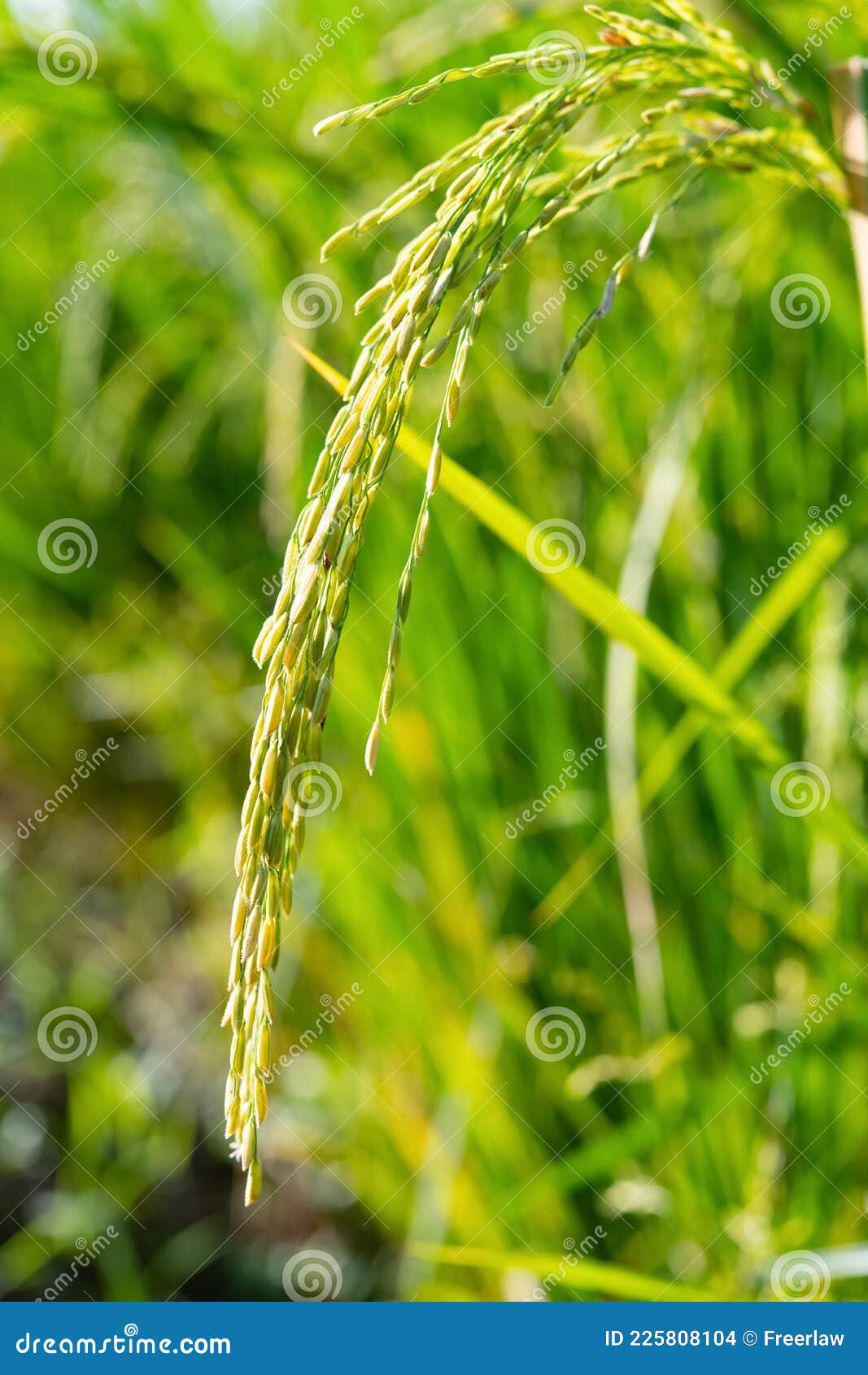 Semi Mature Paddy on the Field Close Up Vertical Composition Stock ...
