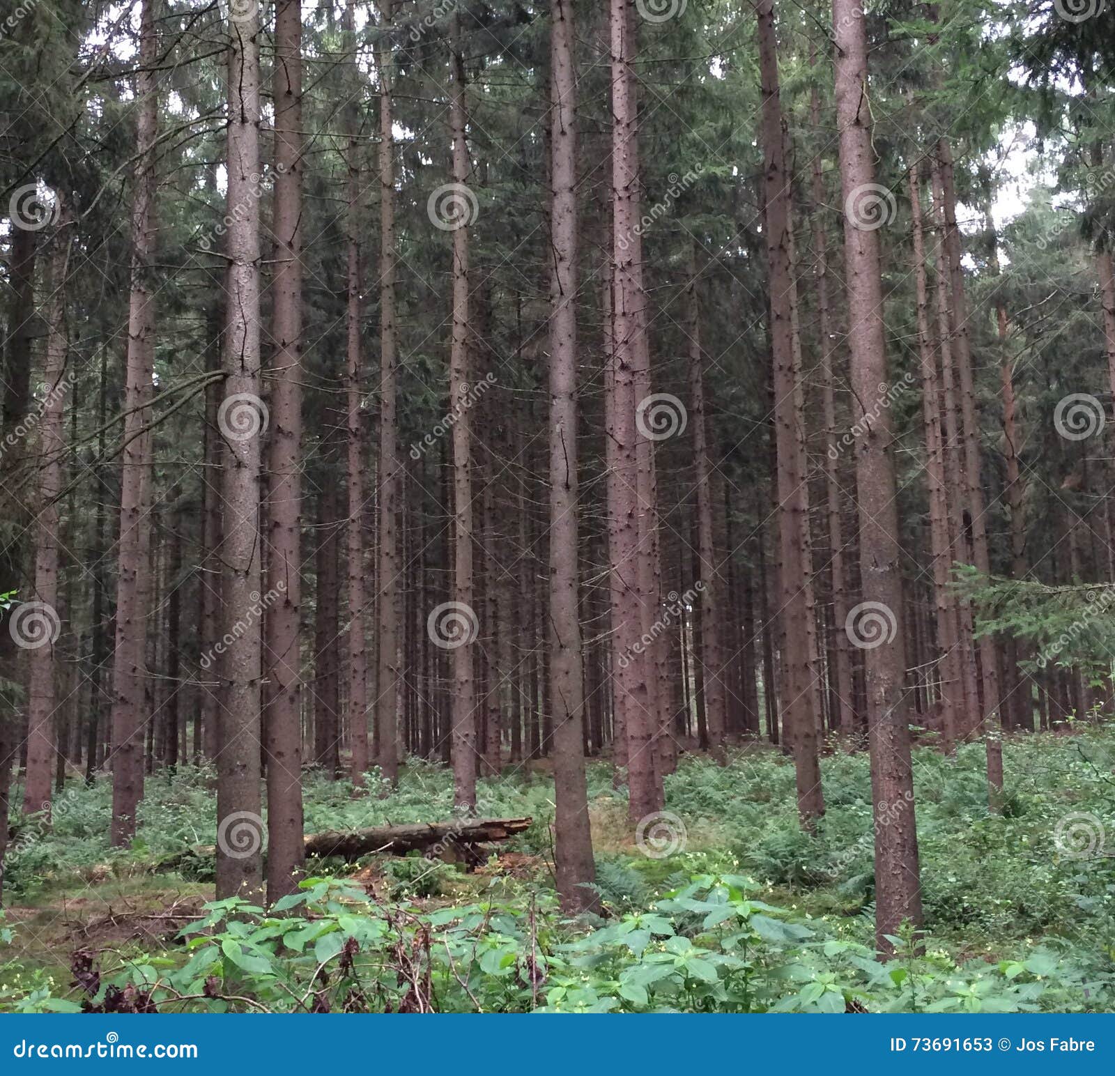 Semi open forest stock image. Image of open, long, trees - 73691653