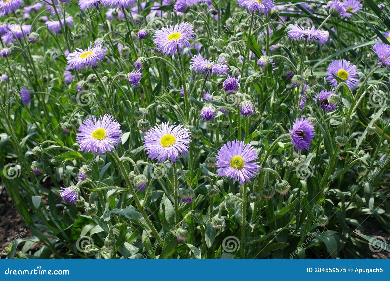 Semi Open Violet Flowers of Erigeron Speciosus Stock Image - Image of ...