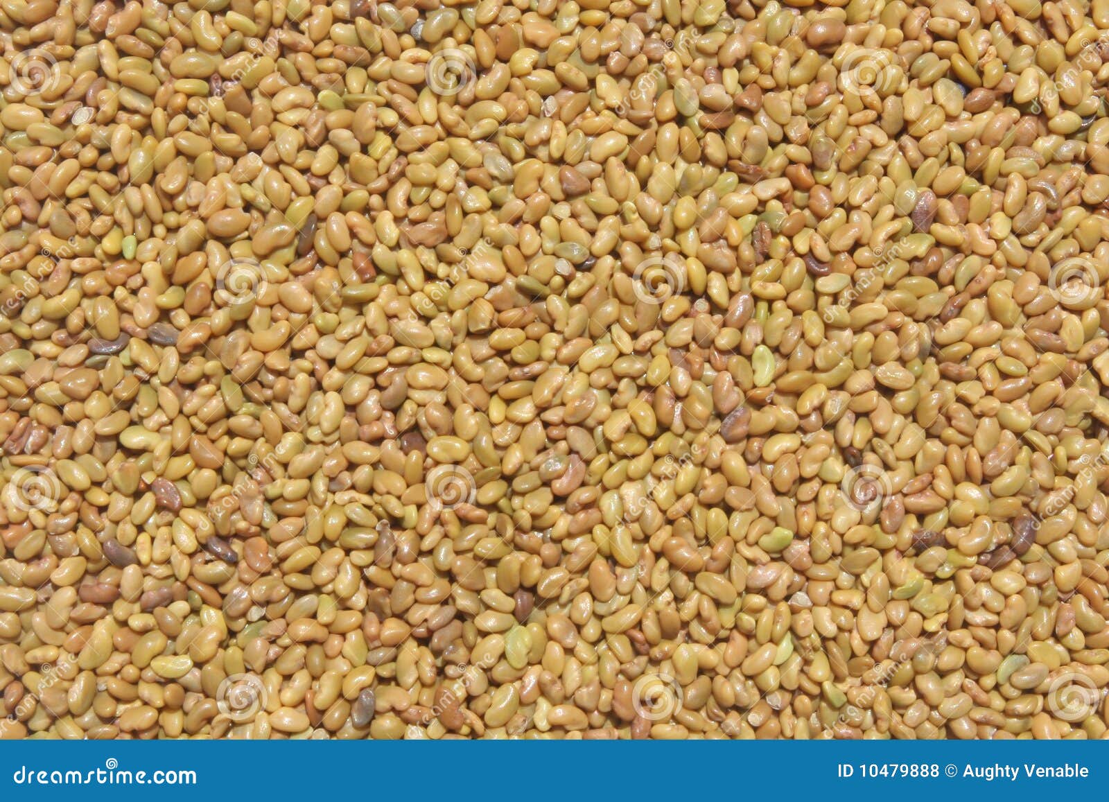 Semi Organici Dell'erba Medica Fotografia Stock - Immagine di verdura ...