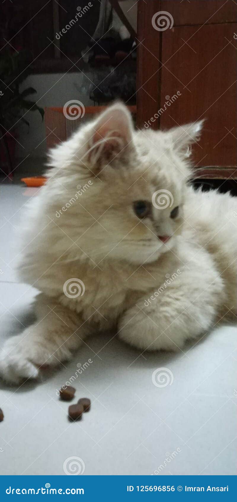 Persian Cat stock photo. Image of persian, semi, punch - 125696856