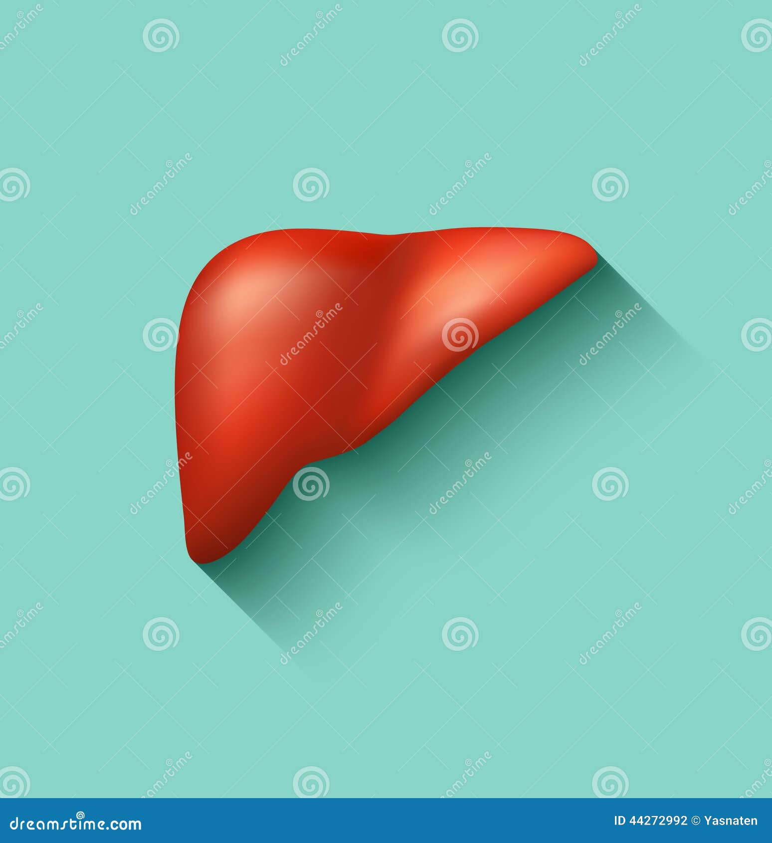 Semi-realistische Vector Menselijke Lever Vector Illustratie ...