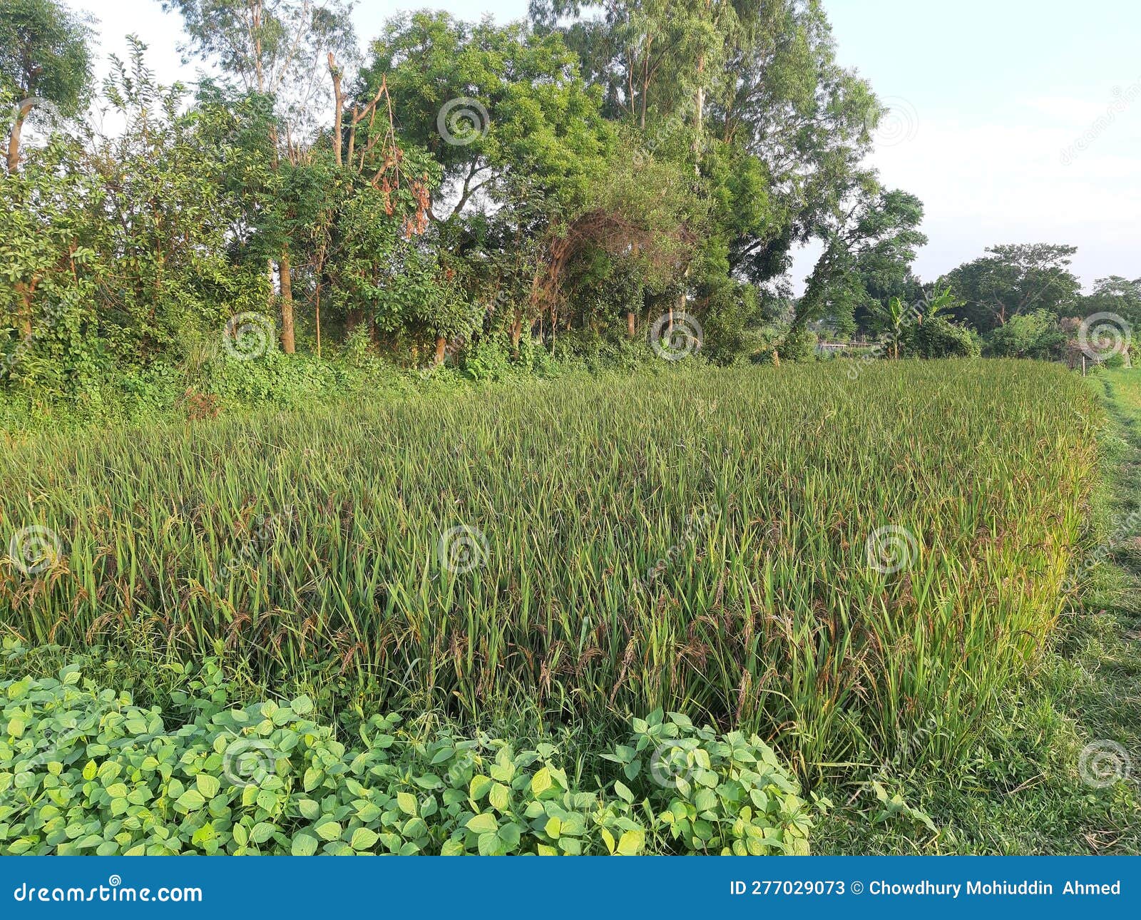 Biroi Stock Photos - Free & Royalty-Free Stock Photos from Dreamstime