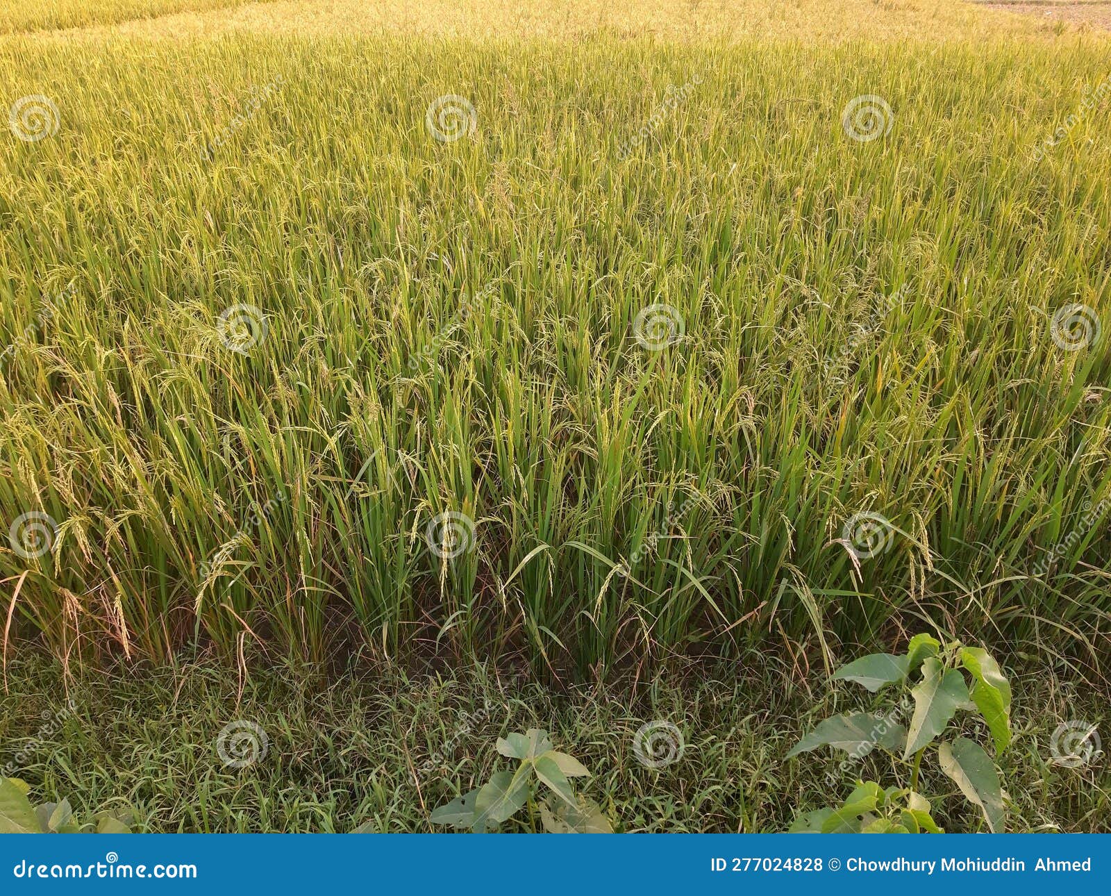Semi ripe paddy plant. stock photo. Image of covered - 277024828