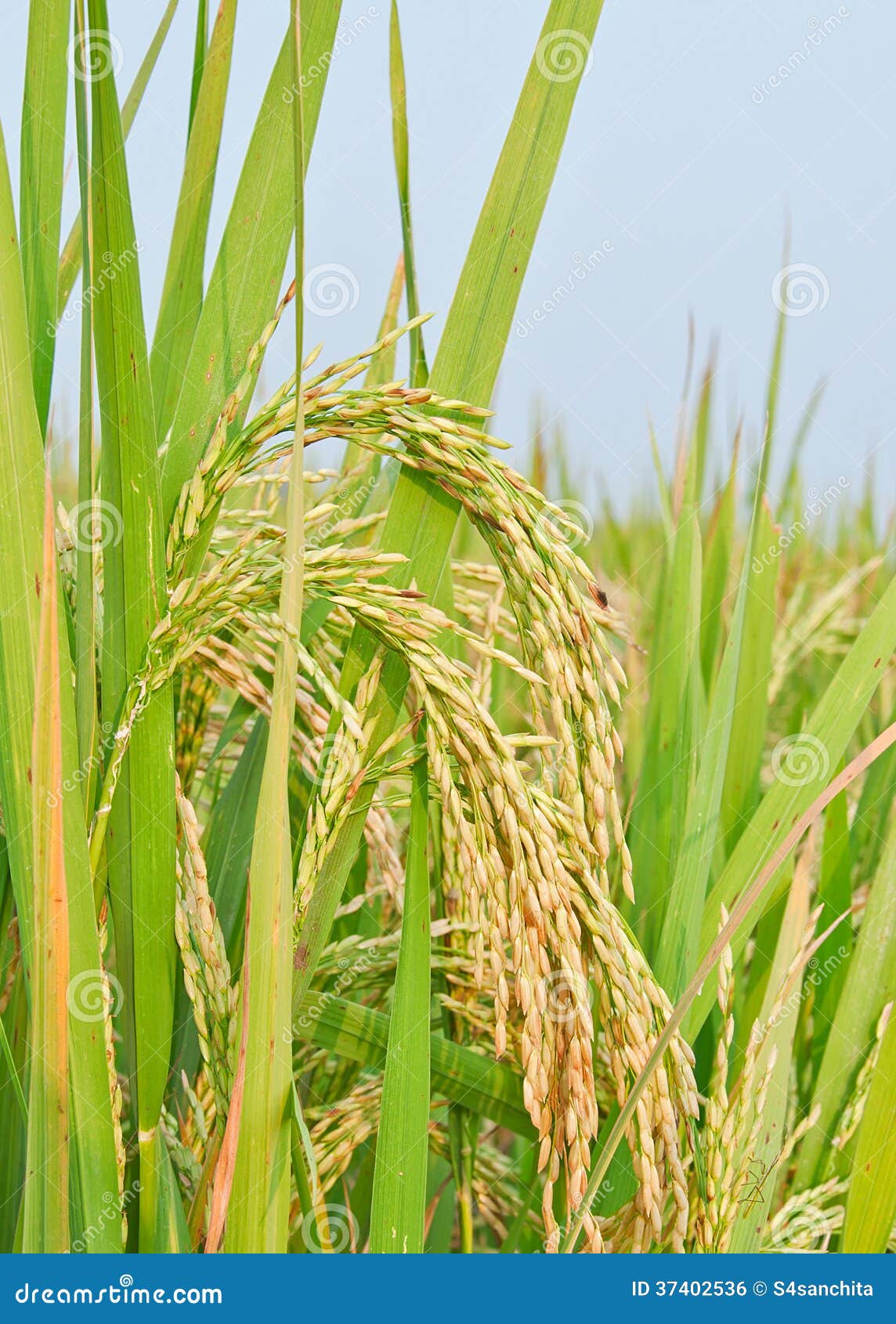 Semi ripen paddy kernels stock photo. Image of paddy - 37402536