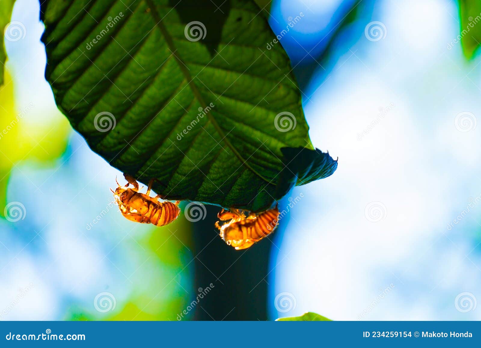 Semi shell with a leaf stock photo. Image of adult, molting - 234259154