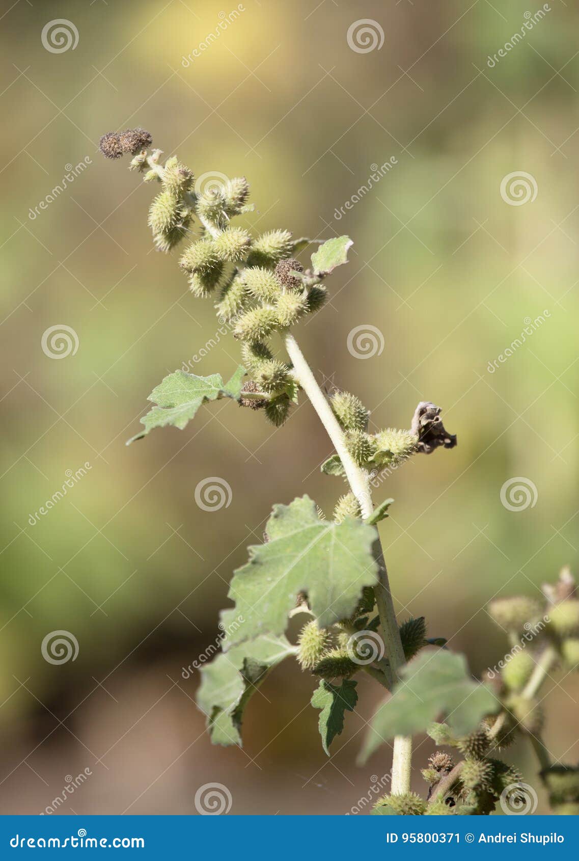 Semi sulla pianta spinosa immagine stock. Immagine di tagliente - 95800371