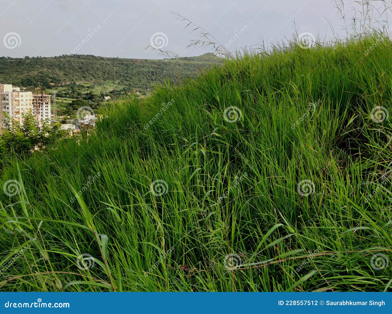 A Semi-urban Area with Grass on the Hill Stock Photo - Image of nature ...