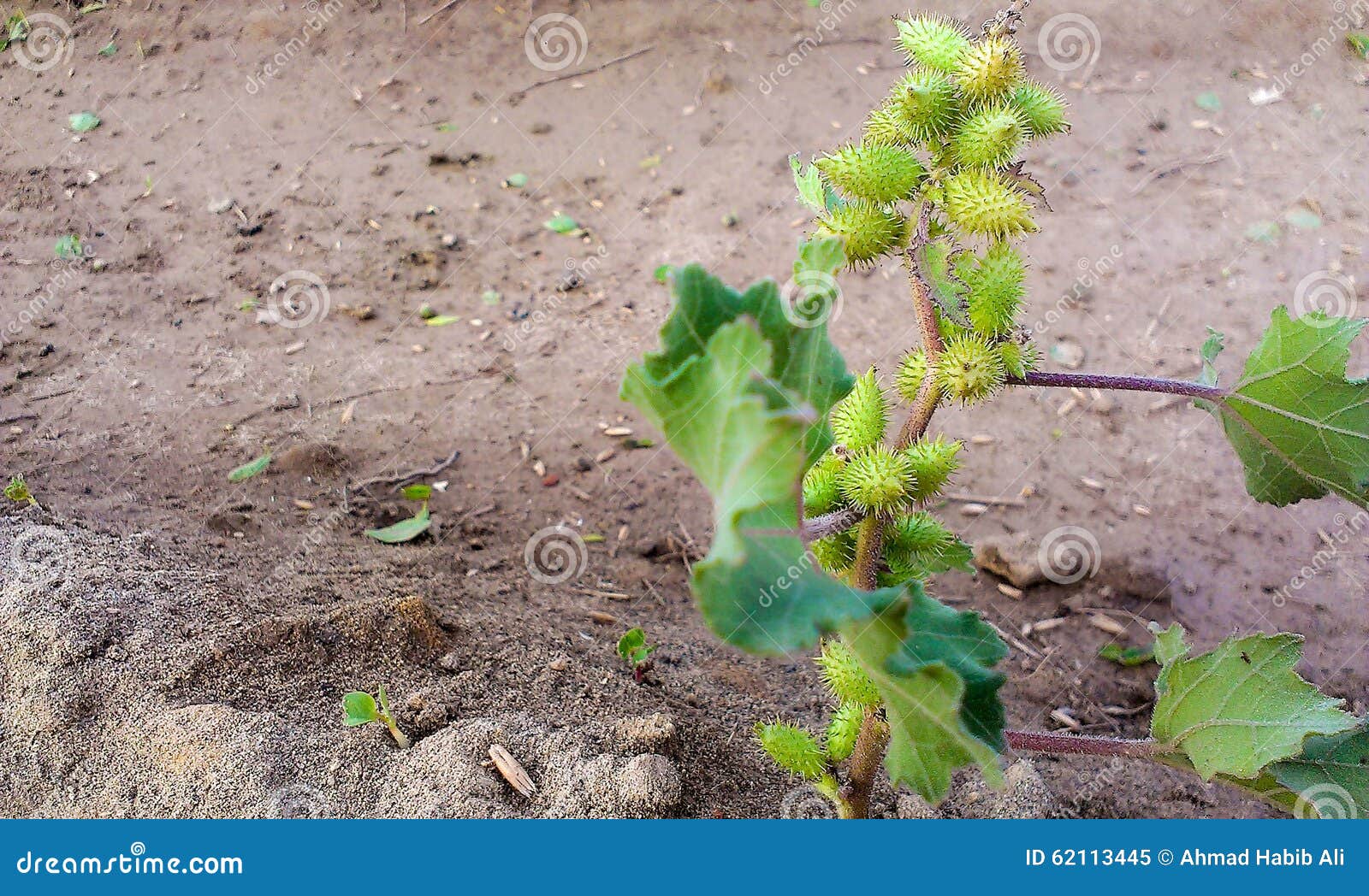 Semi verdi sulla pianta immagine stock. Immagine di pianta - 62113445