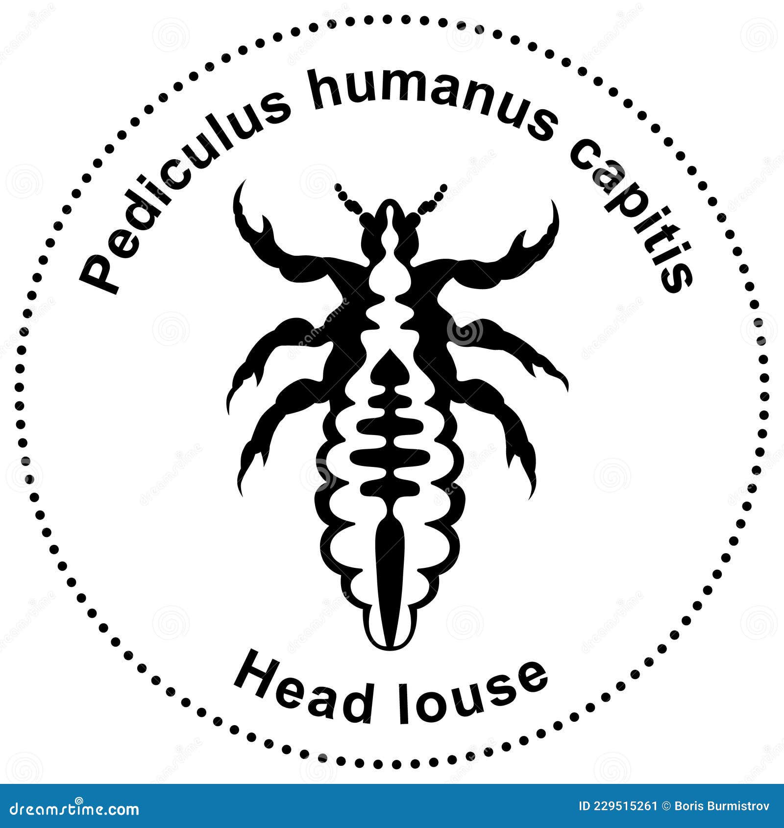 Semiabstract Figure of a Head Louse Pediculus Humanus Capitis Stock ...