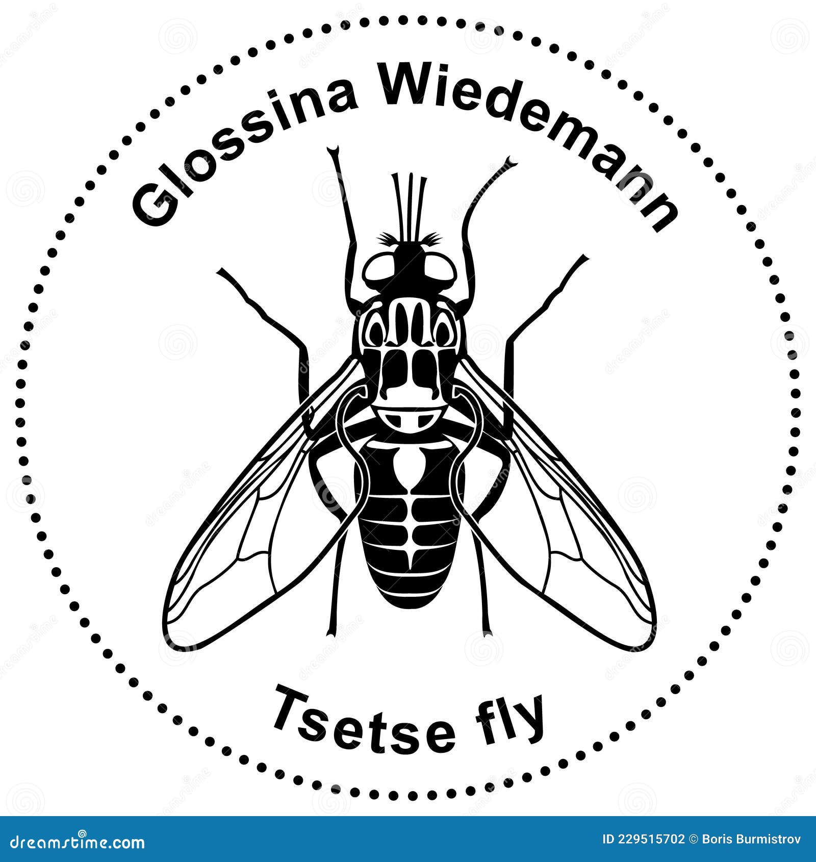 Semiabstract Figure of a Tsetse Fly Stock Vector - Illustration of bite ...