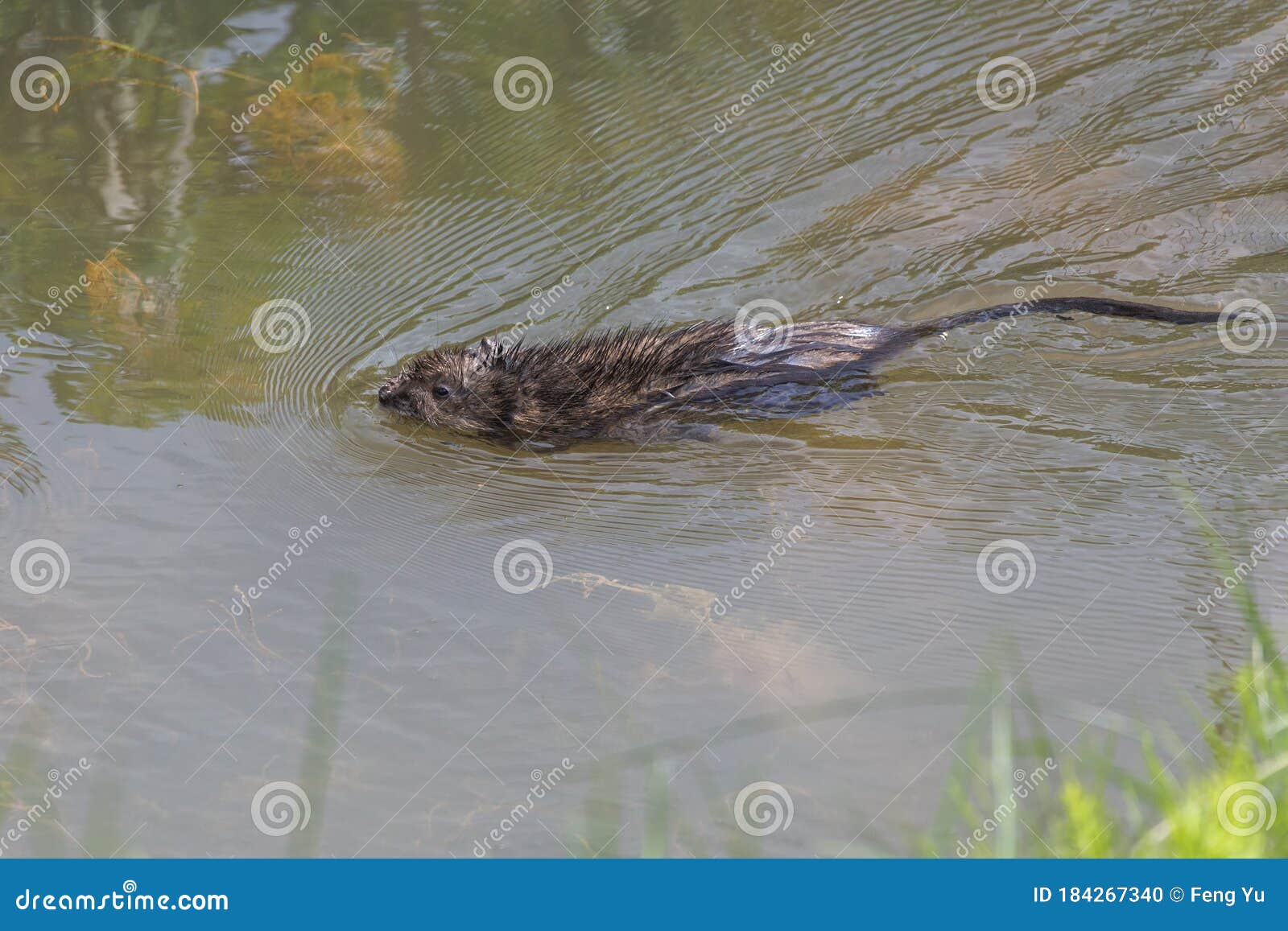 Semiaquatic Rodent Called `Myocastor Coypus`, Commonly Known As `Nutria ...
