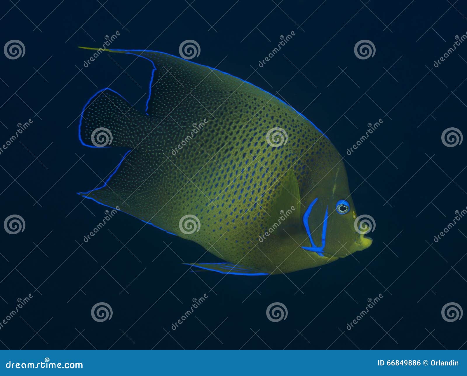 Semicircle angelfish stock photo. Image of semicirculatus - 66849886
