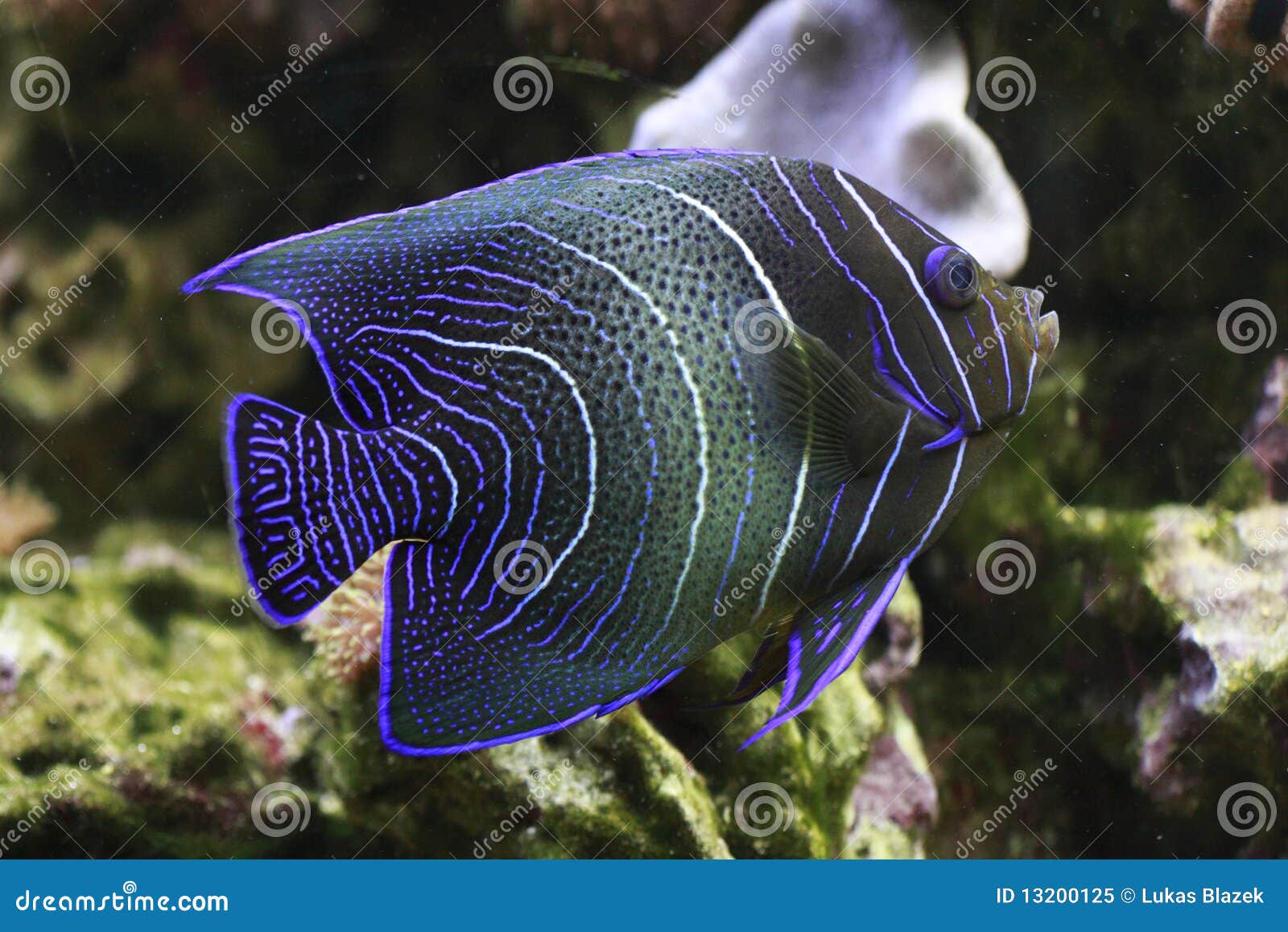 Semicirculatus angelfish stock image. Image of ocean - 13200125