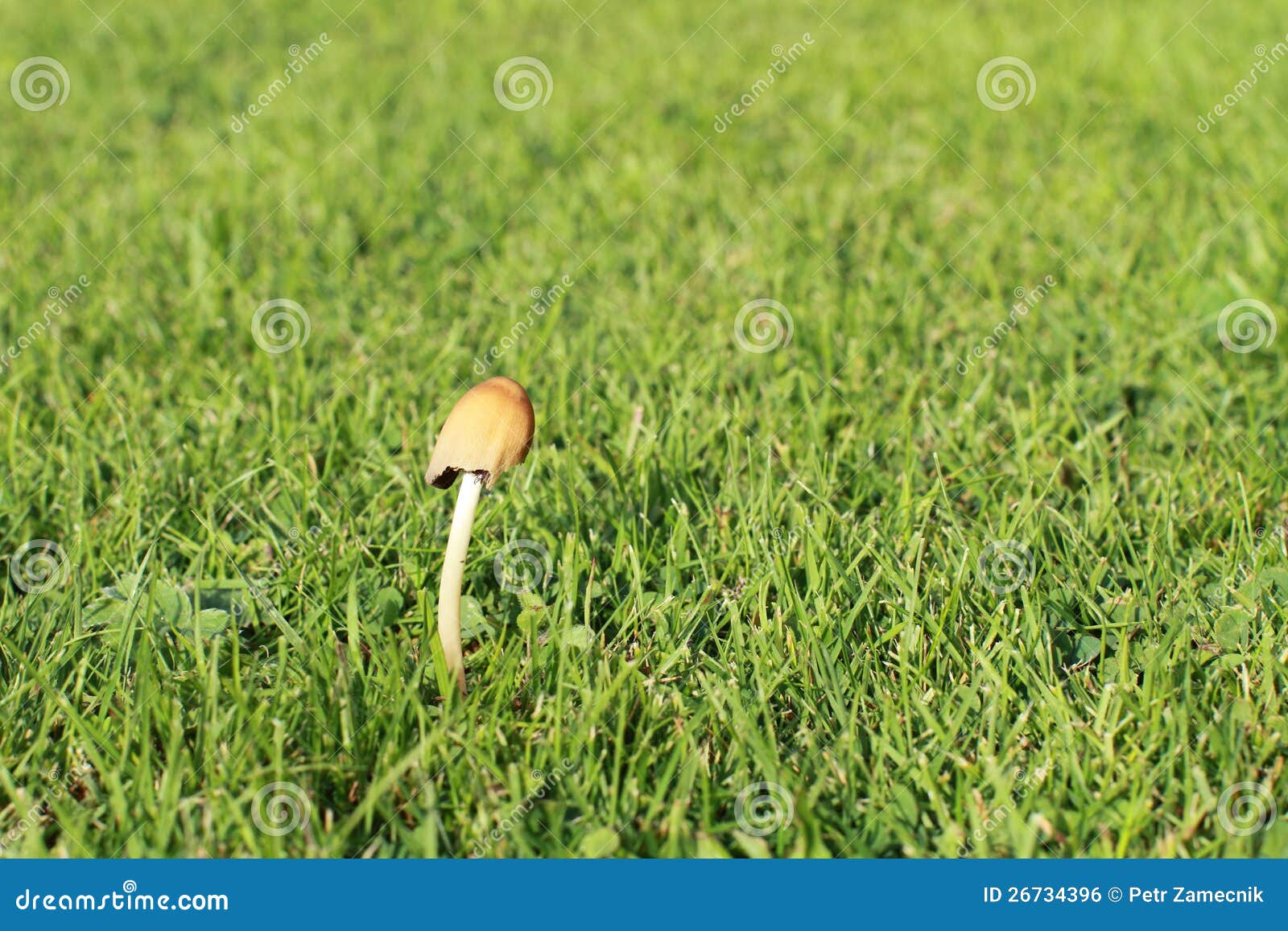 Semilanceata De Psilocybe De Champignon De Couche Photo stock - Image ...