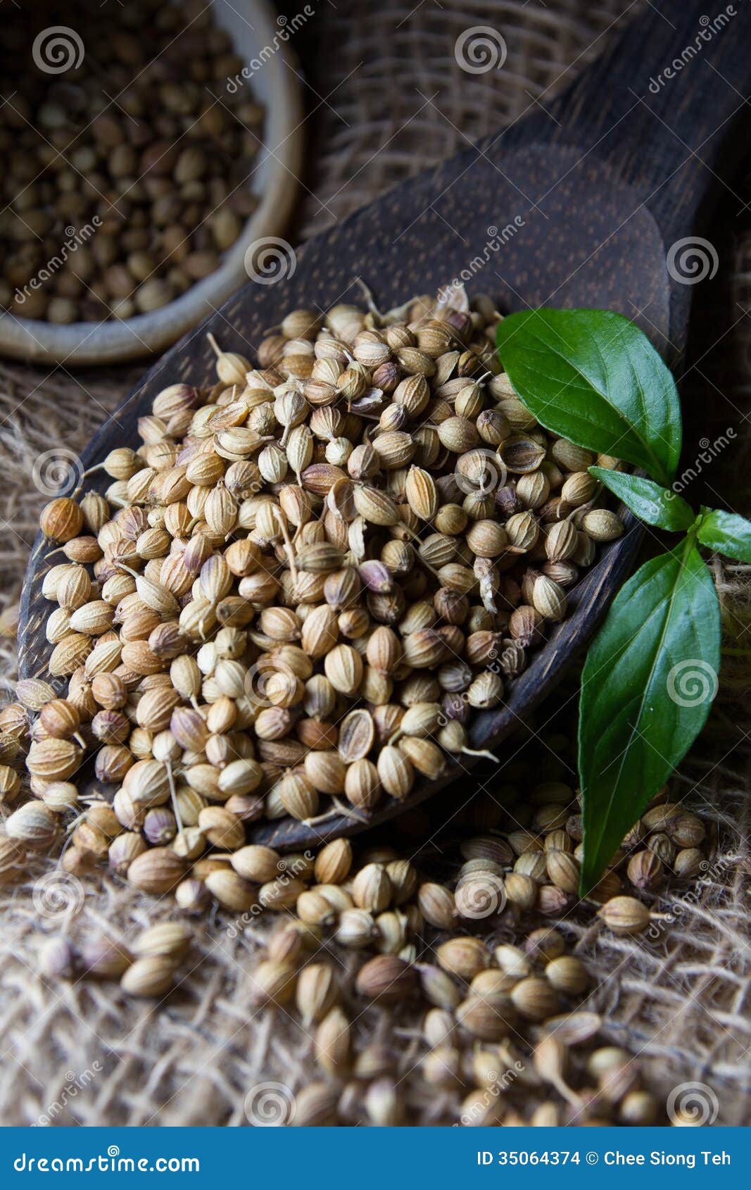 Semilla de coriandro foto de archivo. Imagen de especias - 35064374