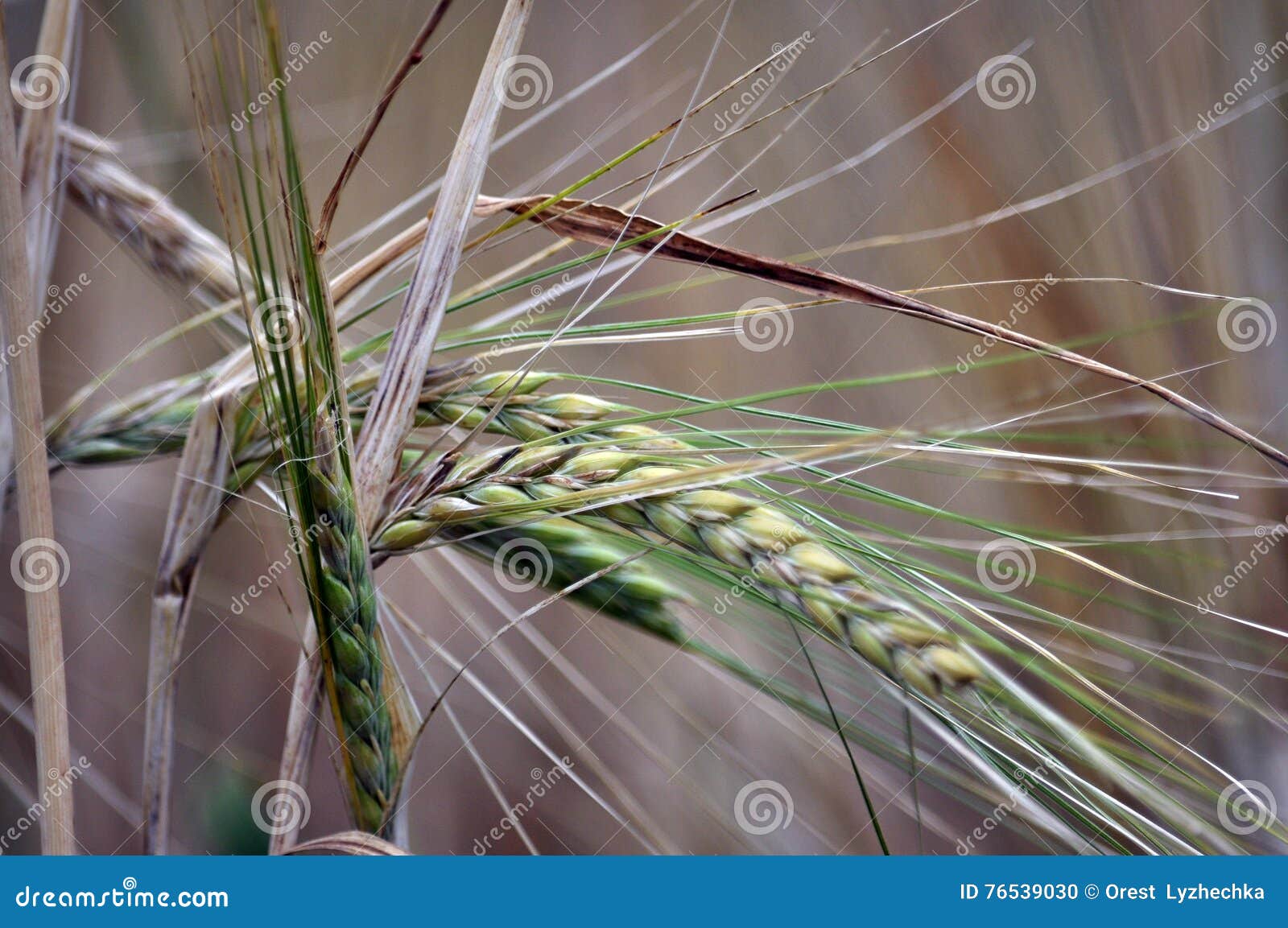 Semilla De La Cebada De Las Espiguillas Foto de archivo - Imagen de ...