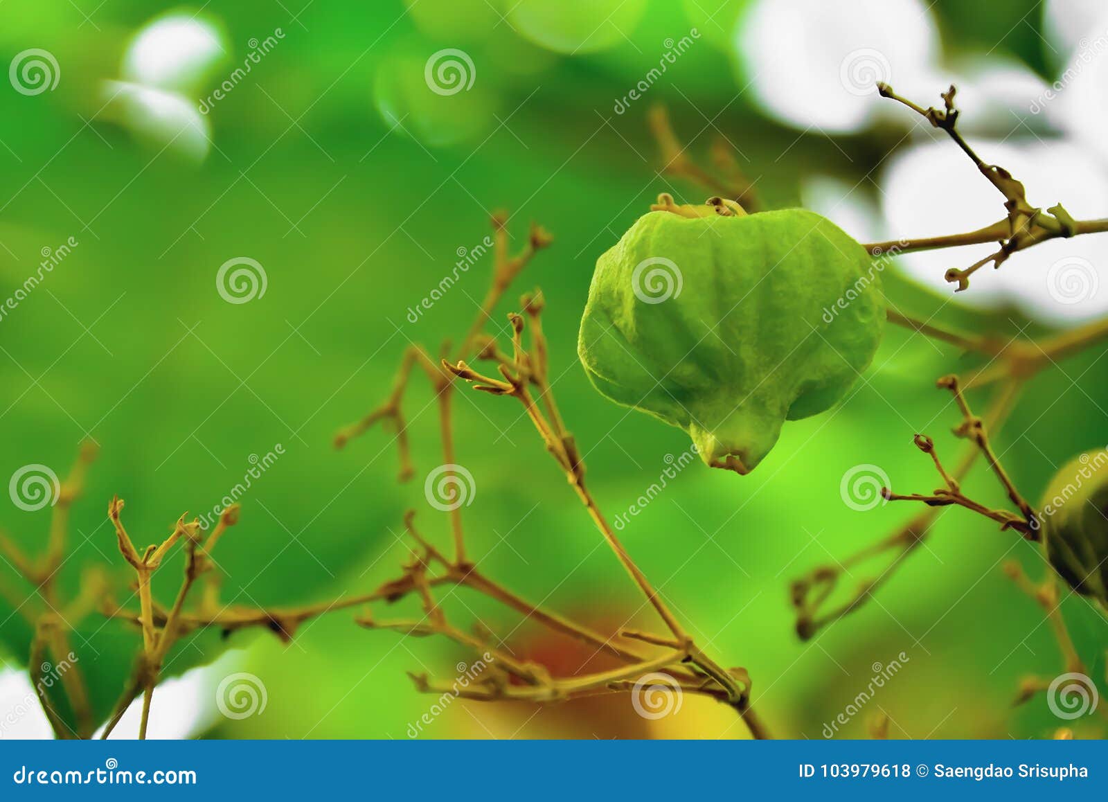 Semilla de la teca foto de archivo. Imagen de ambiente - 103979618