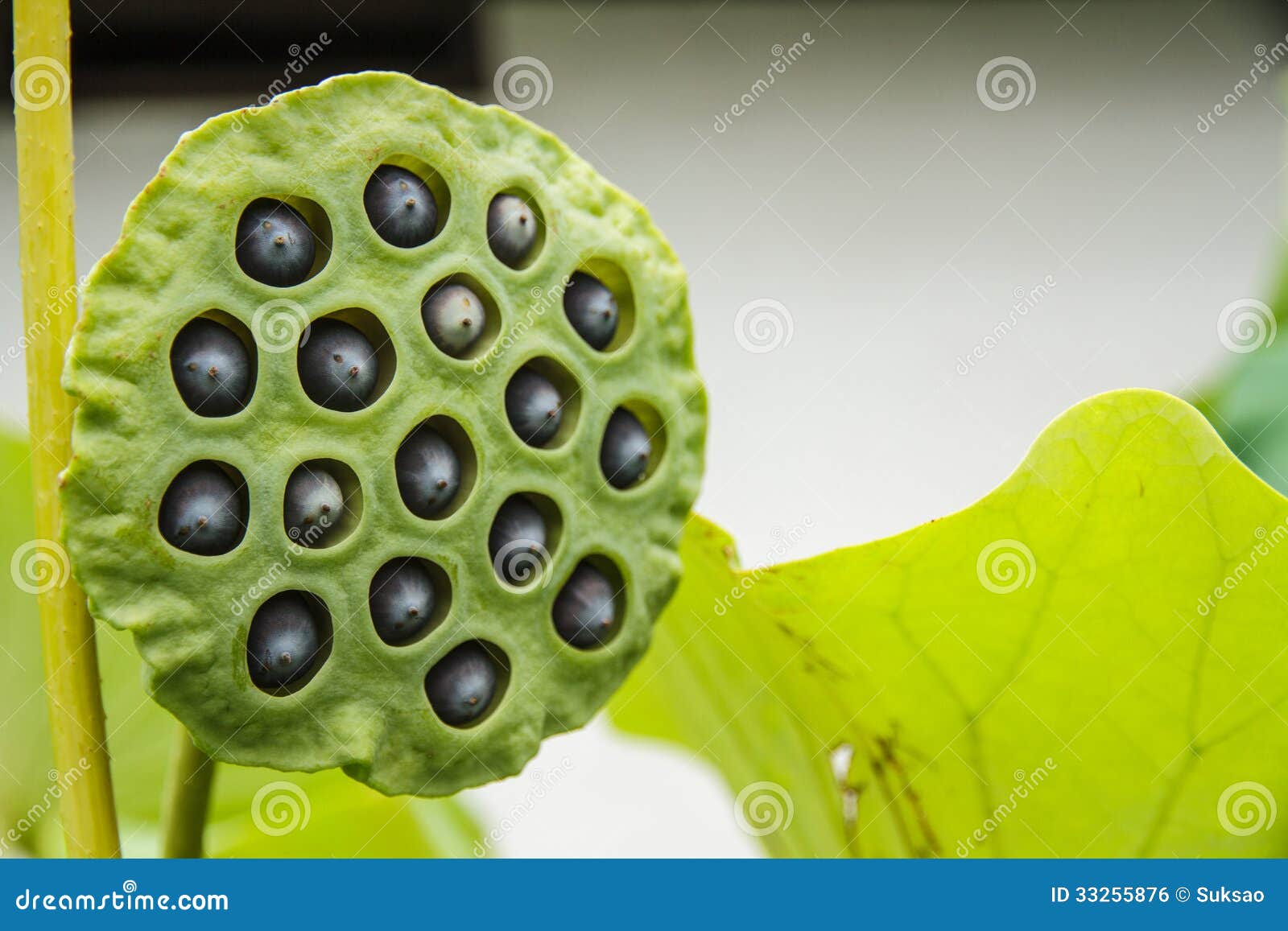 Semilla de Lotus foto de archivo. Imagen de hermoso, fruta - 33255876