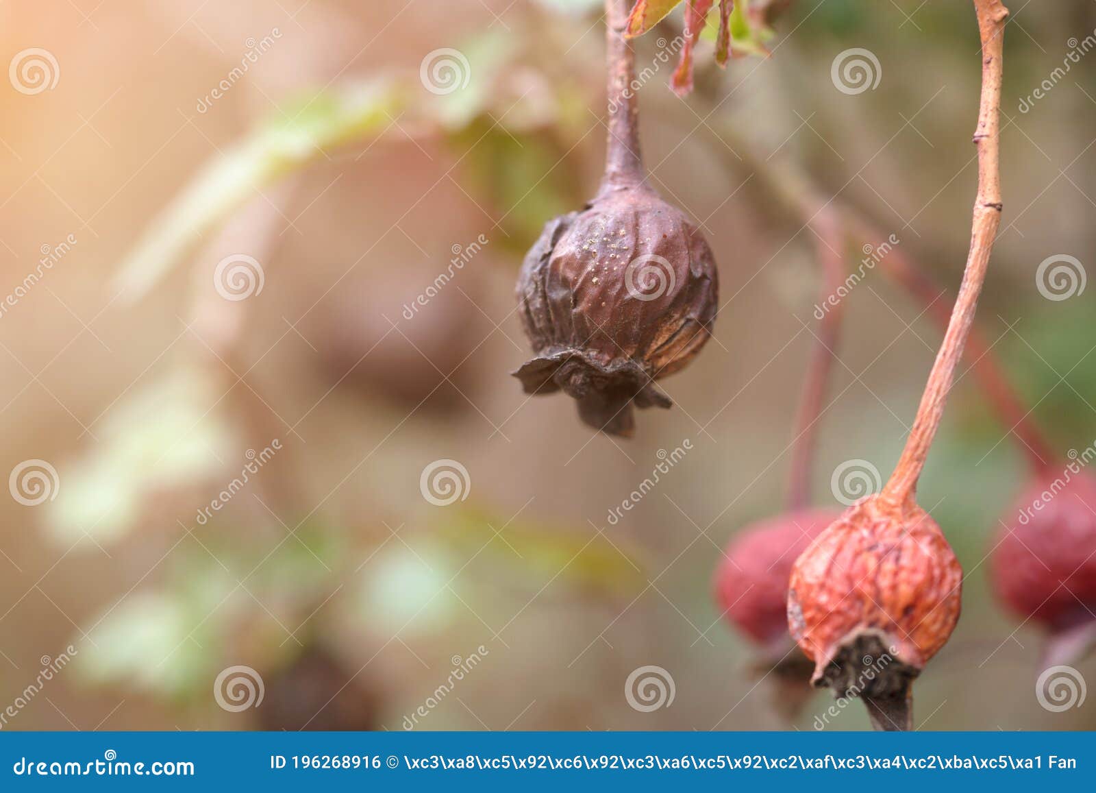 Semilla De Rosa Seca En La Rama Foto de archivo - Imagen de sembrado ...