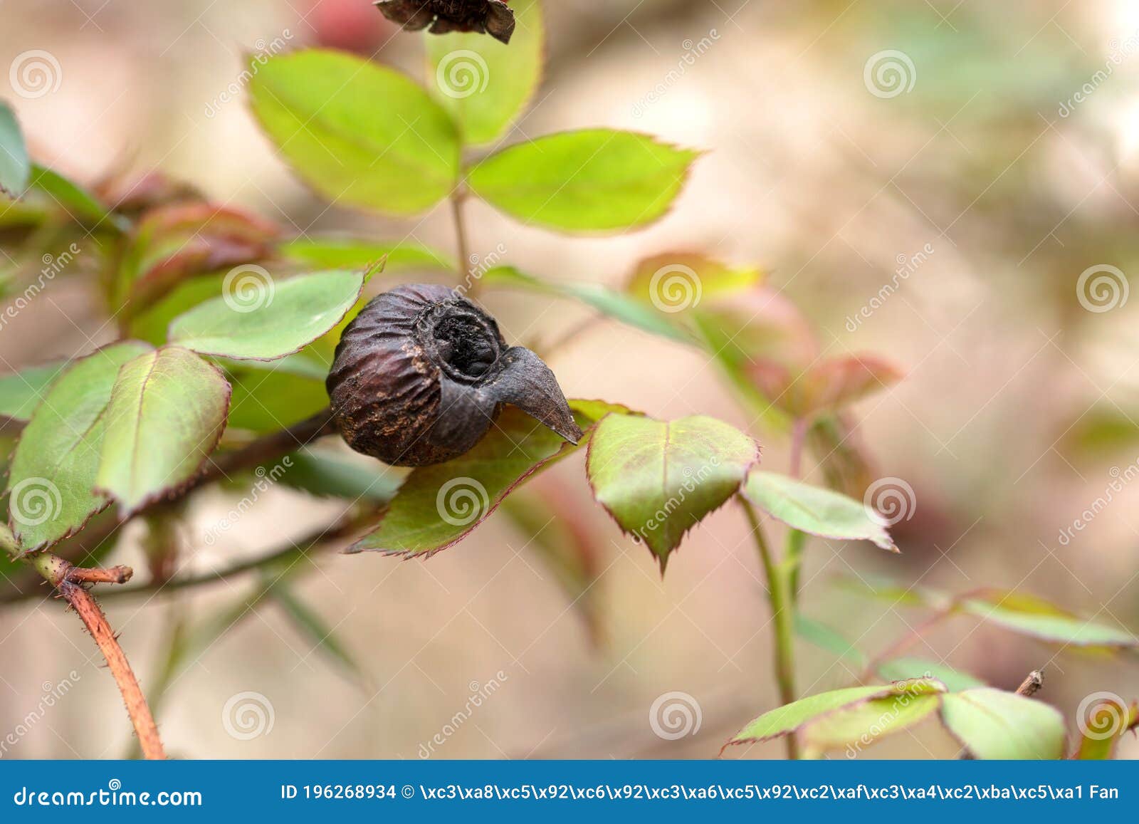 Semilla De Rosa Seca En La Rama Foto de archivo - Imagen de planta ...