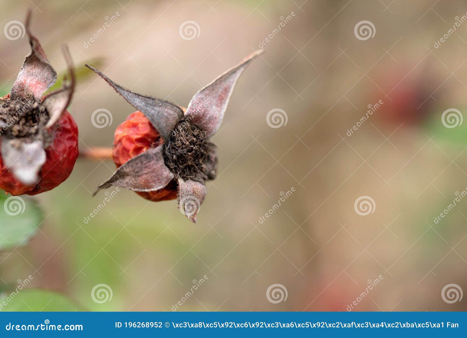Semilla De Rosa Seca En La Rama Foto de archivo - Imagen de planta ...
