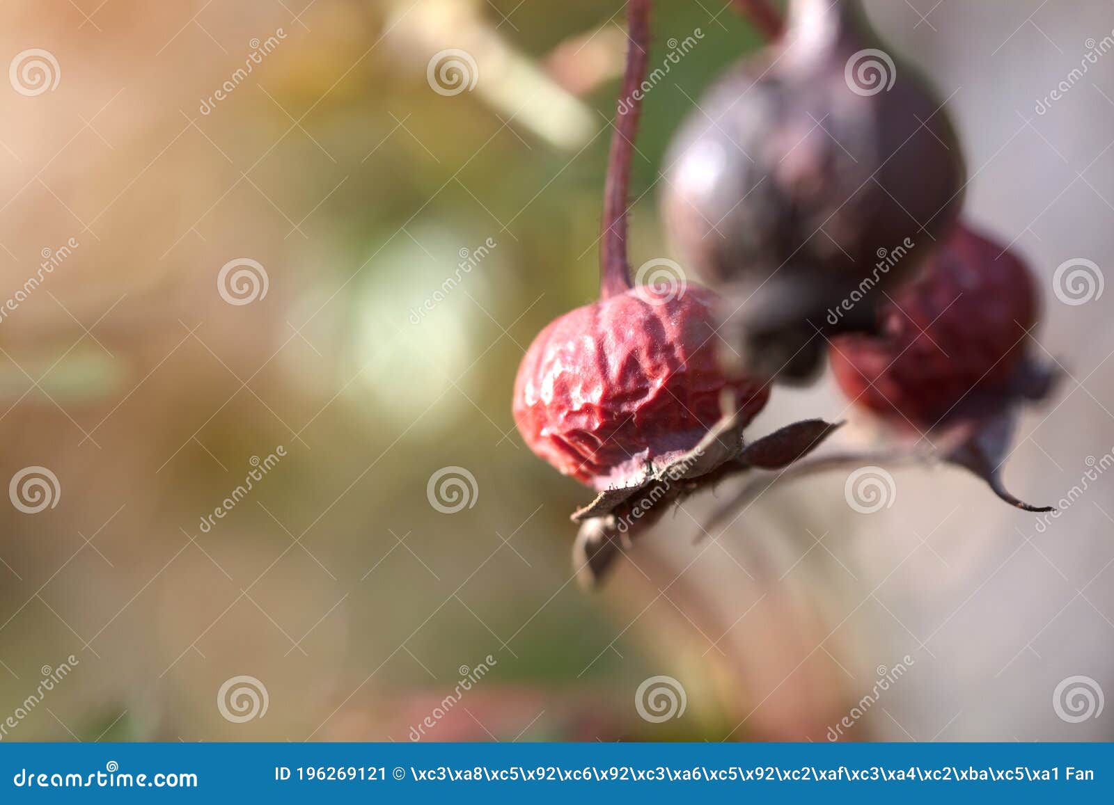 Semilla De Rosa Seca En Rama Imagen de archivo - Imagen de exterior ...