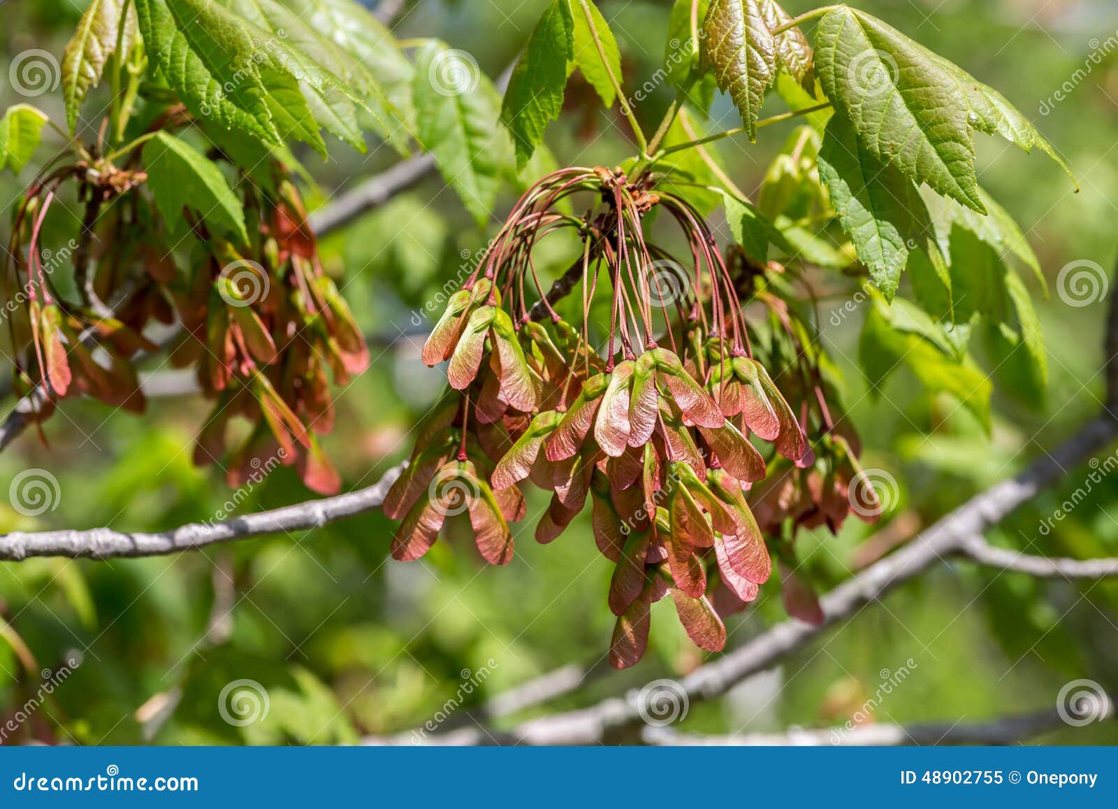 Semilla del arce rojo imagen de archivo. Imagen de arce - 48902755