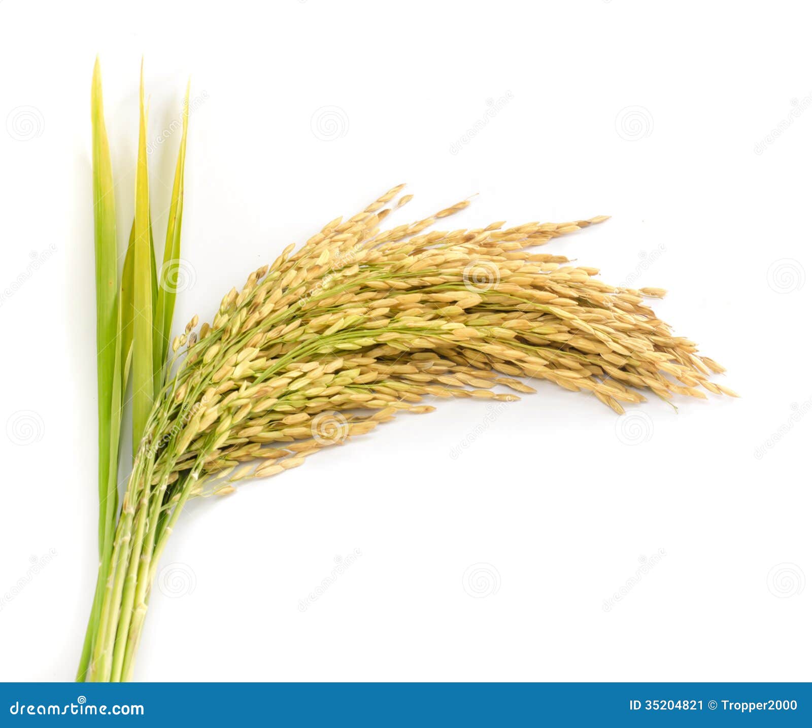 Semilla Del Arroz De Arroz. Imagen de archivo - Imagen de objeto, verde ...