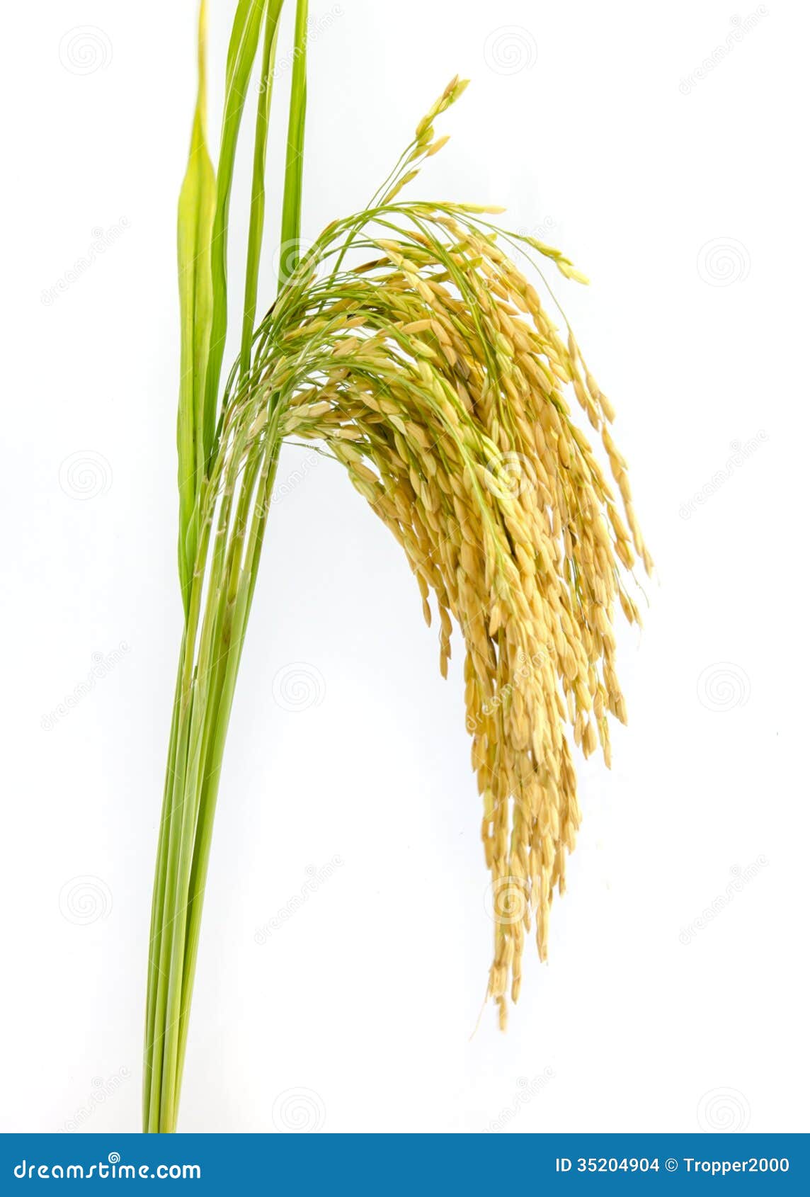 Semilla Del Arroz De Arroz. Foto de archivo - Imagen de grano, granjero ...